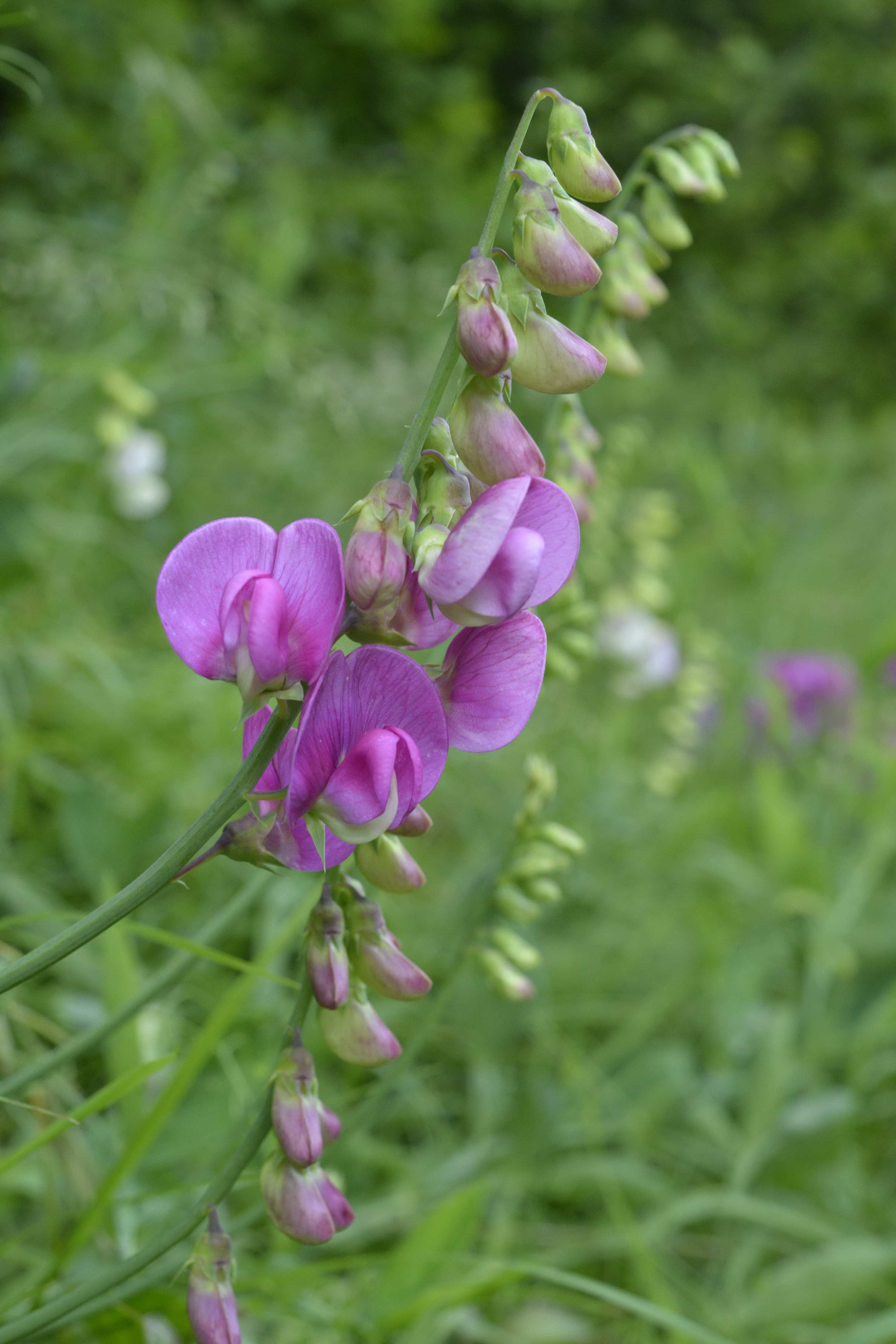 Lathyrus latifolius L.