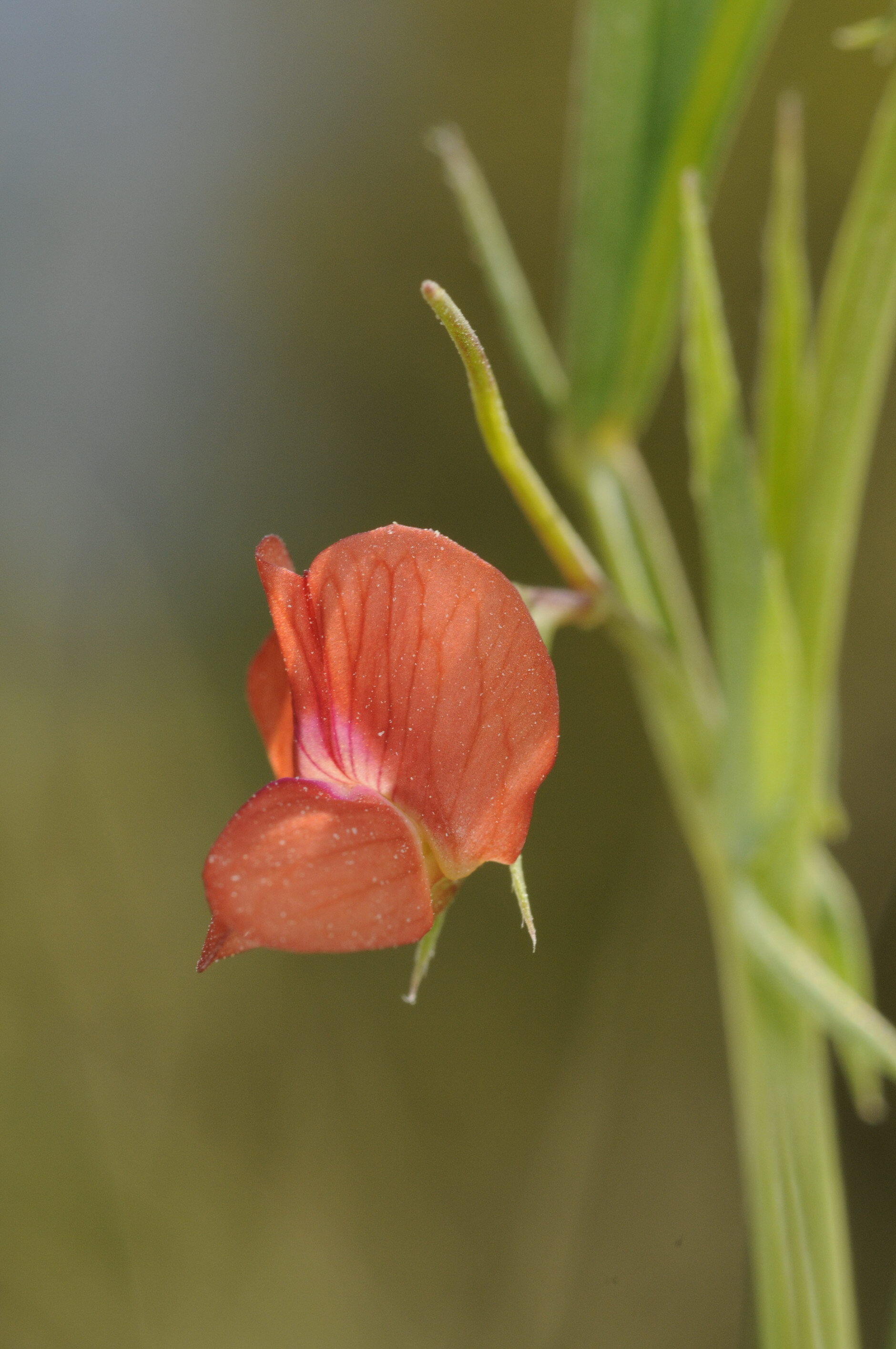 Lathyrus sphaericus Retz.