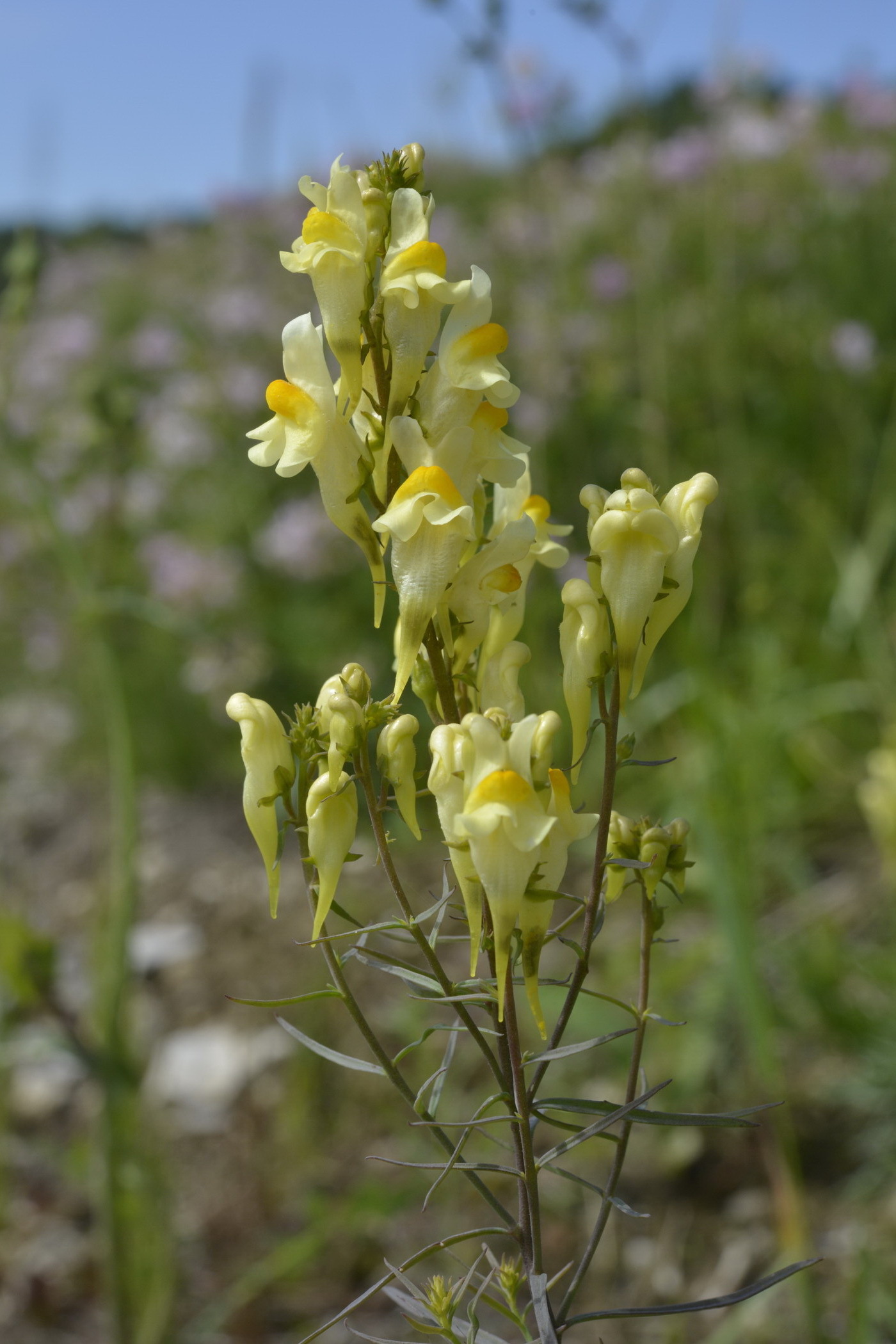 Linaria vulgaris Mill.