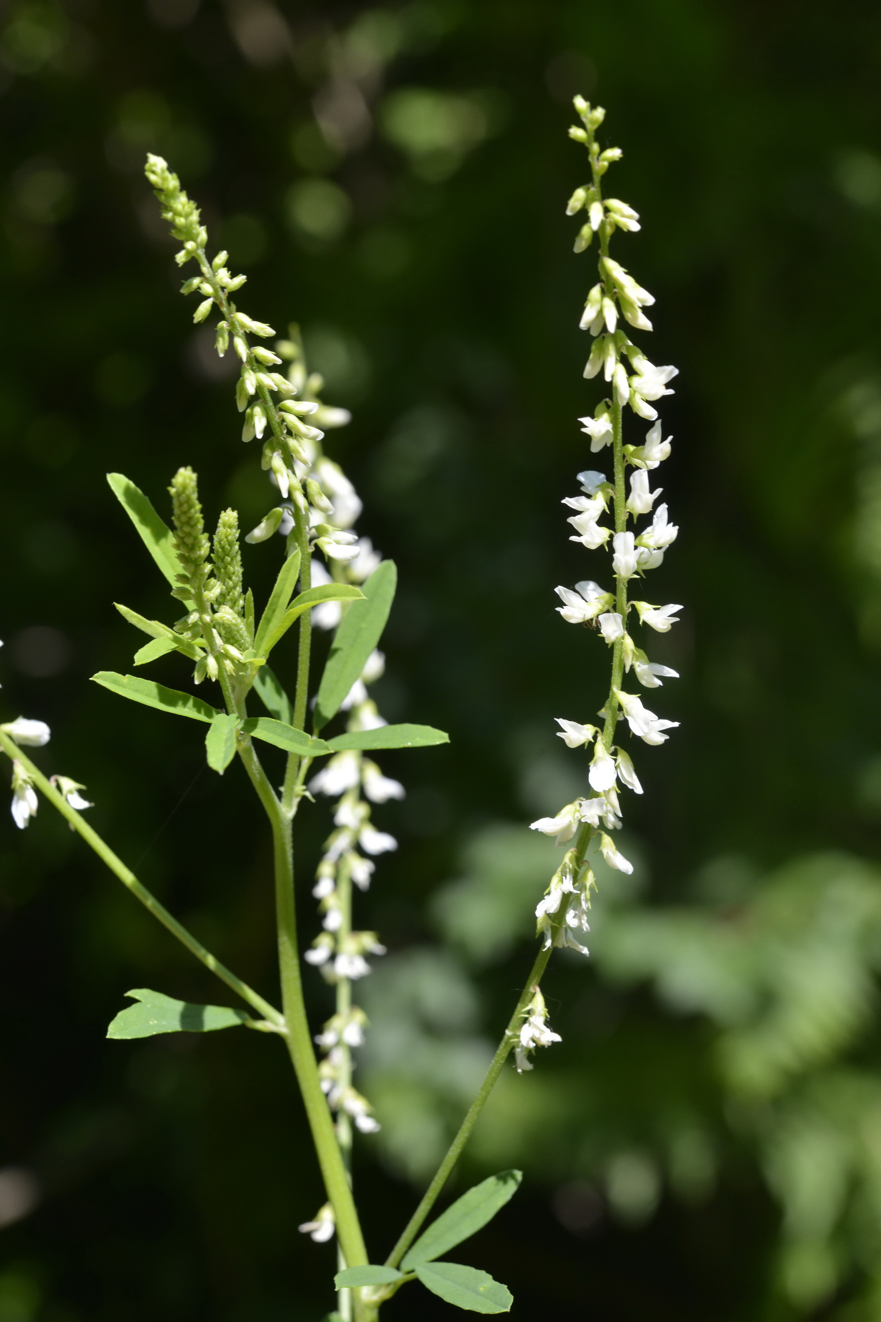 Melilotus albus Medik.