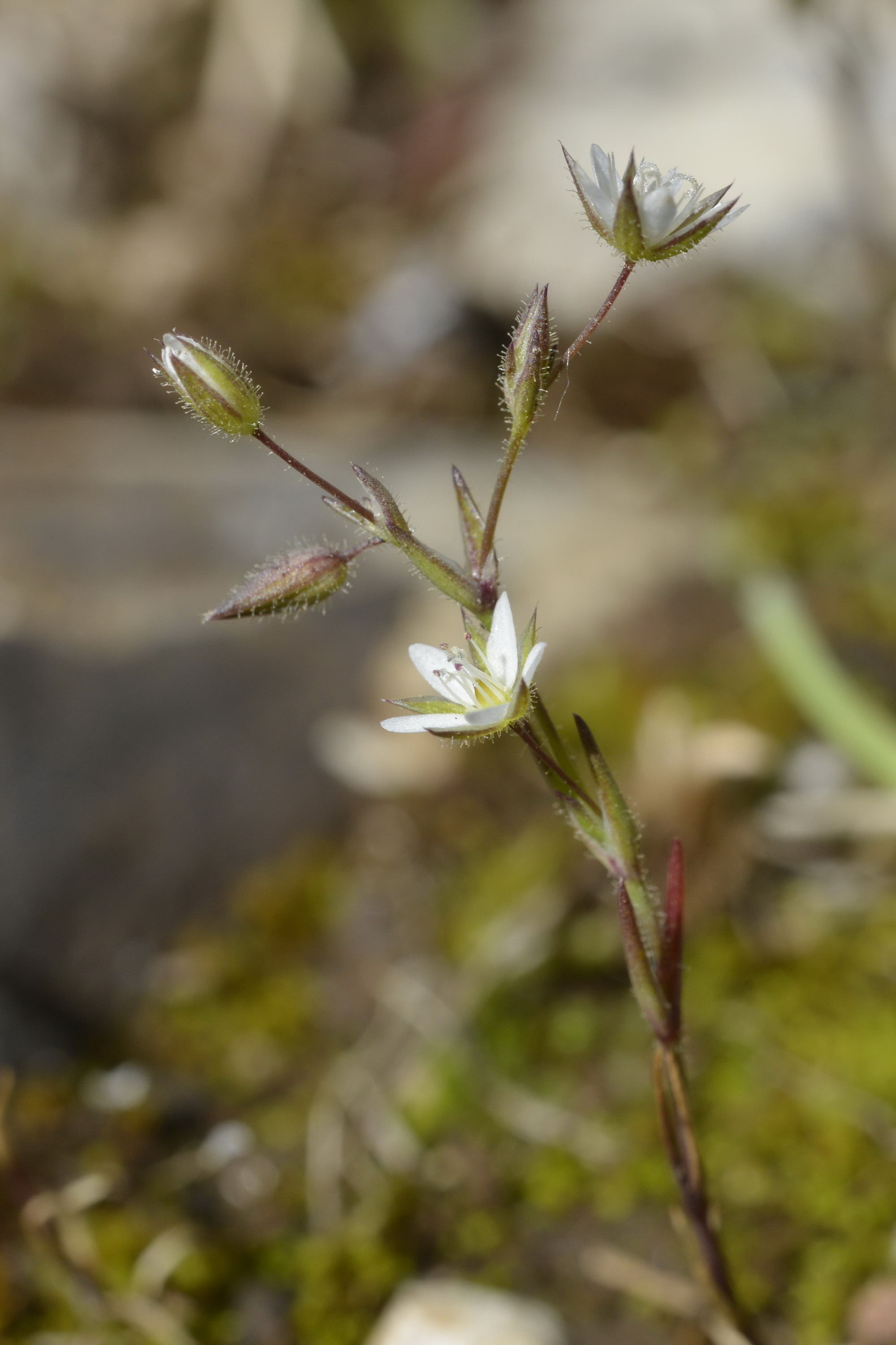 Minuartia hybrida (Vill.) Schischk.