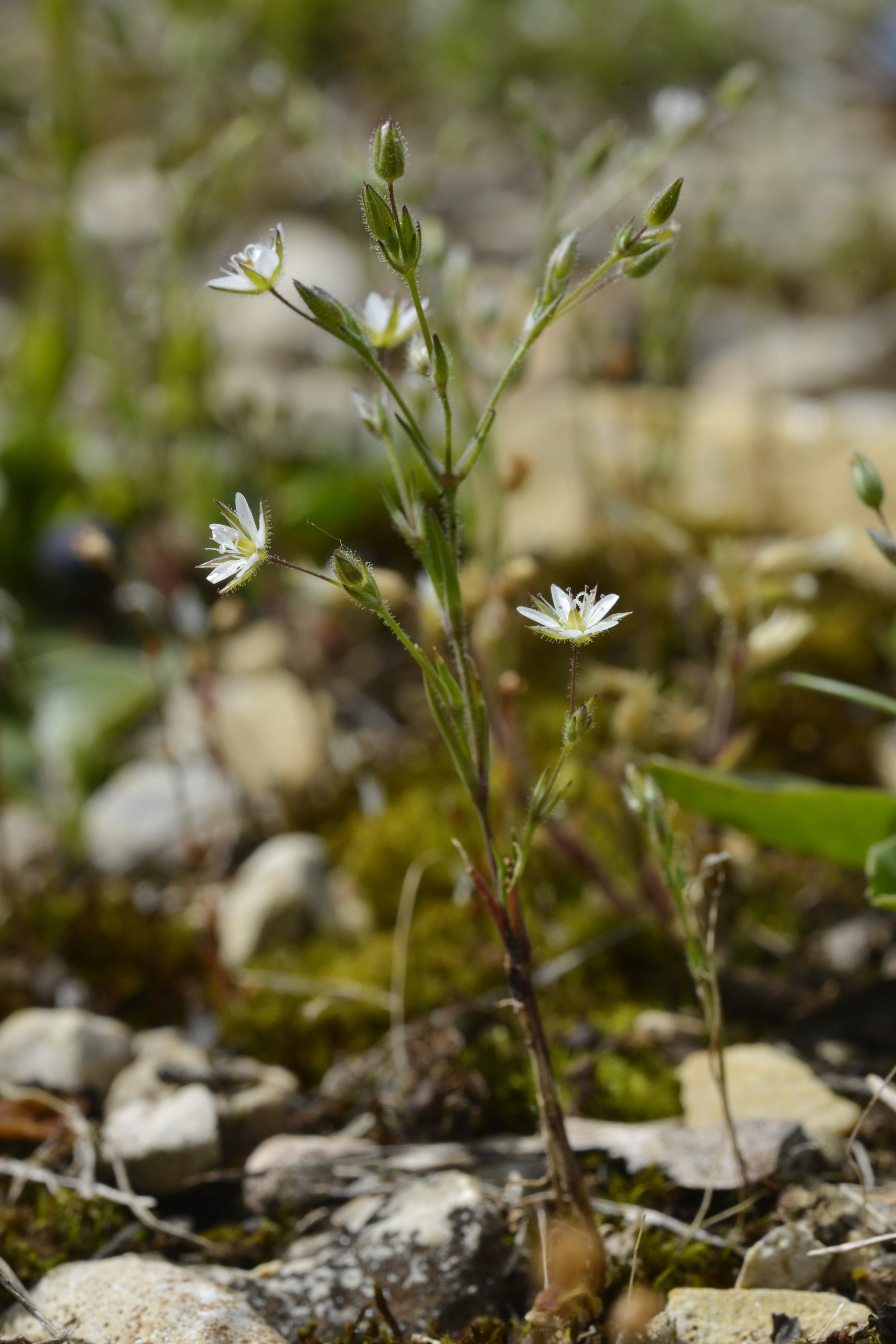 Minuartia hybrida (Vill.) Schischk.