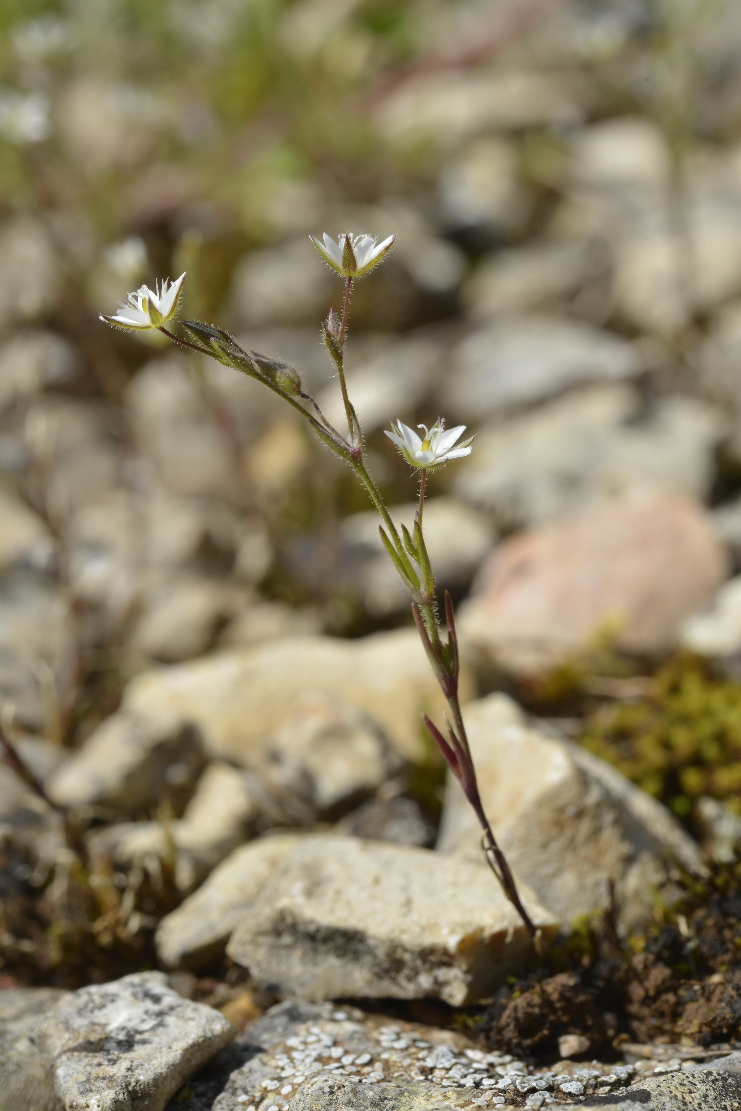Minuartia hybrida (Vill.) Schischk.