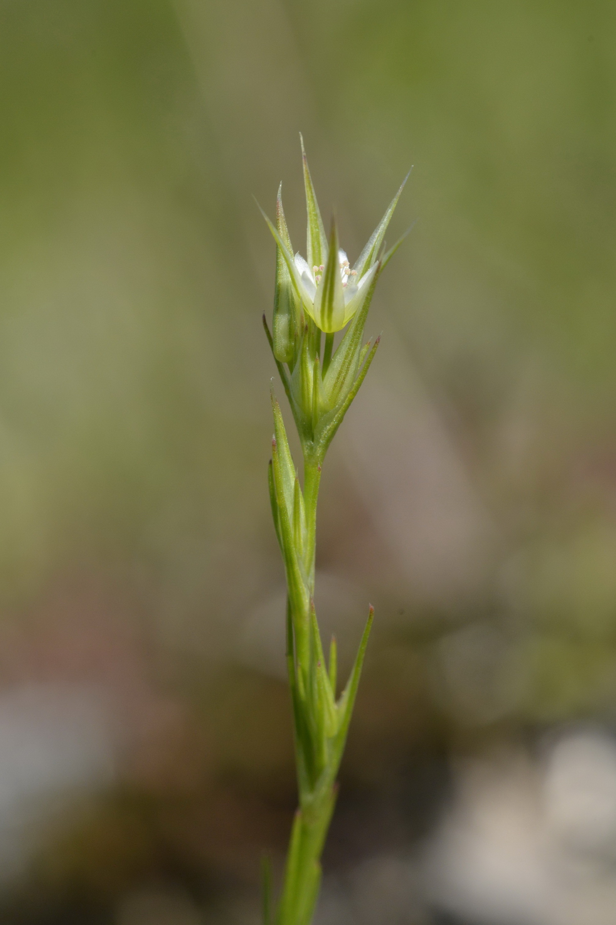 Minuartia rubra (Scop.) McNeill