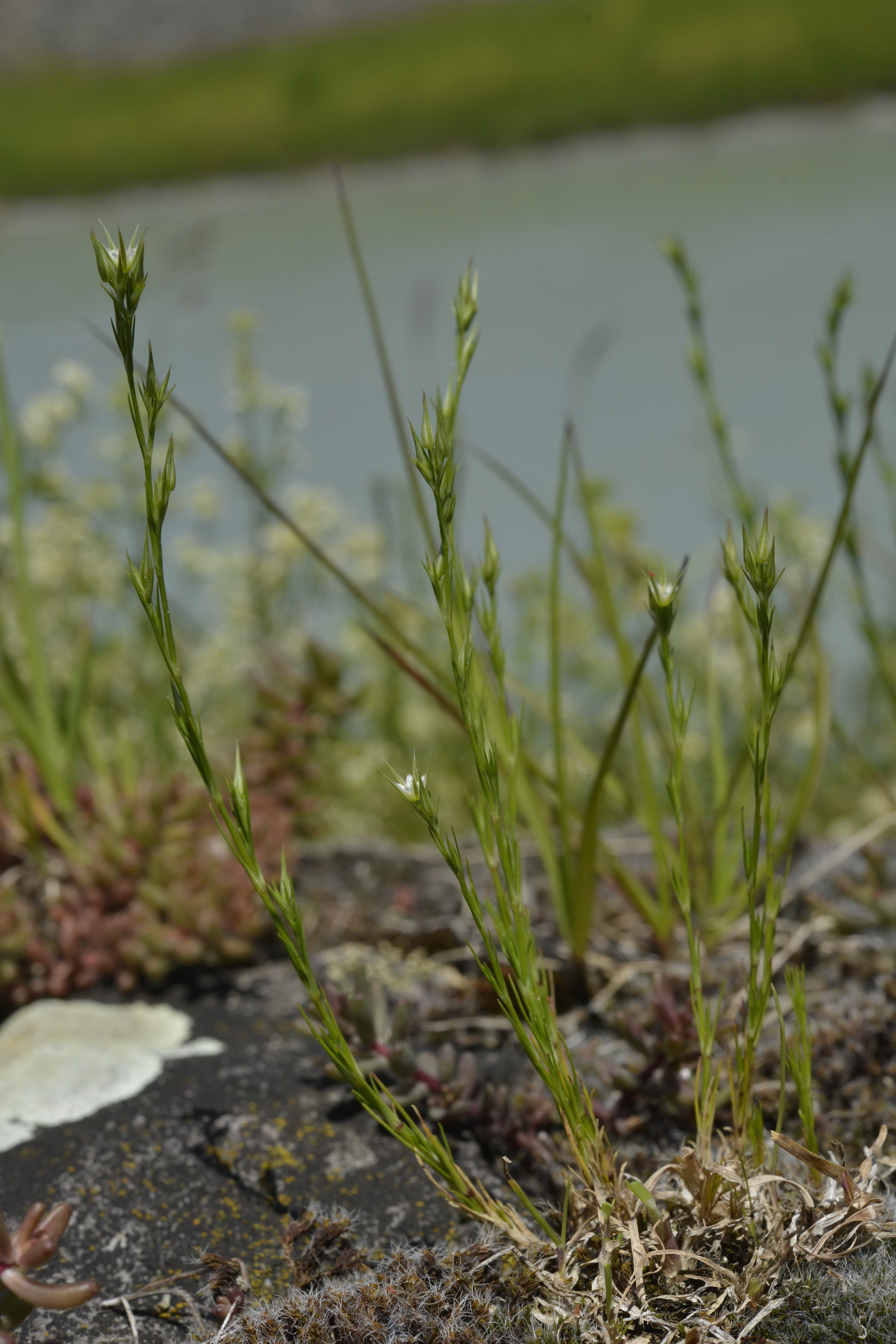 Minuartia rubra (Scop.) McNeill