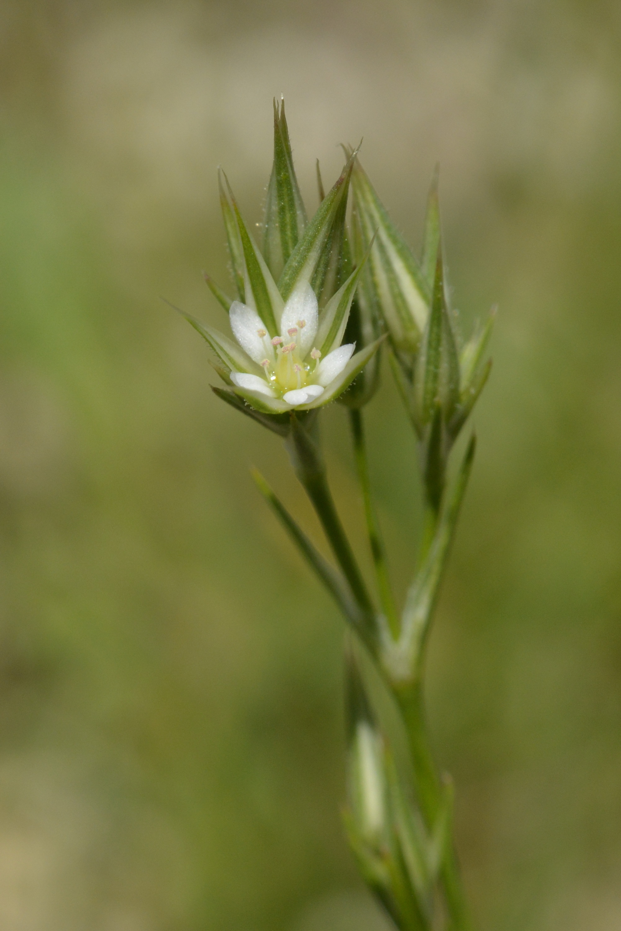 Minuartia rubra (Scop.) McNeill