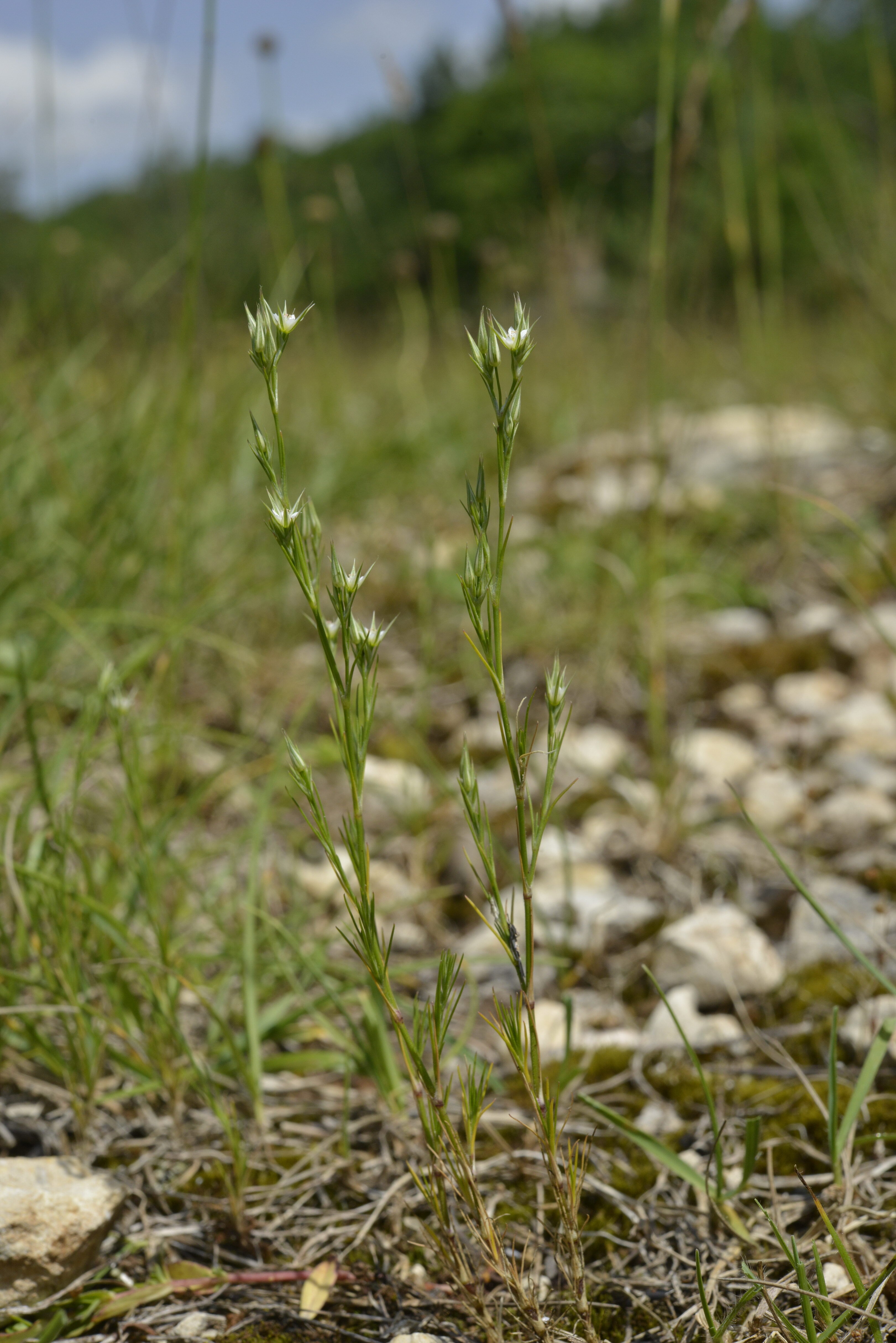 Minuartia rubra (Scop.) McNeill