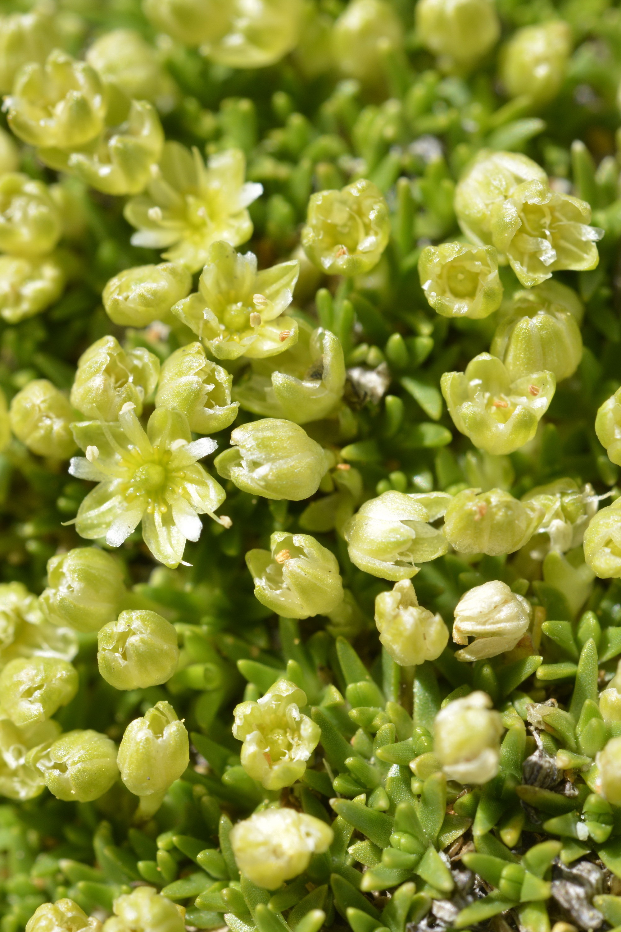 Minuartia sedoides (L.) Hiern