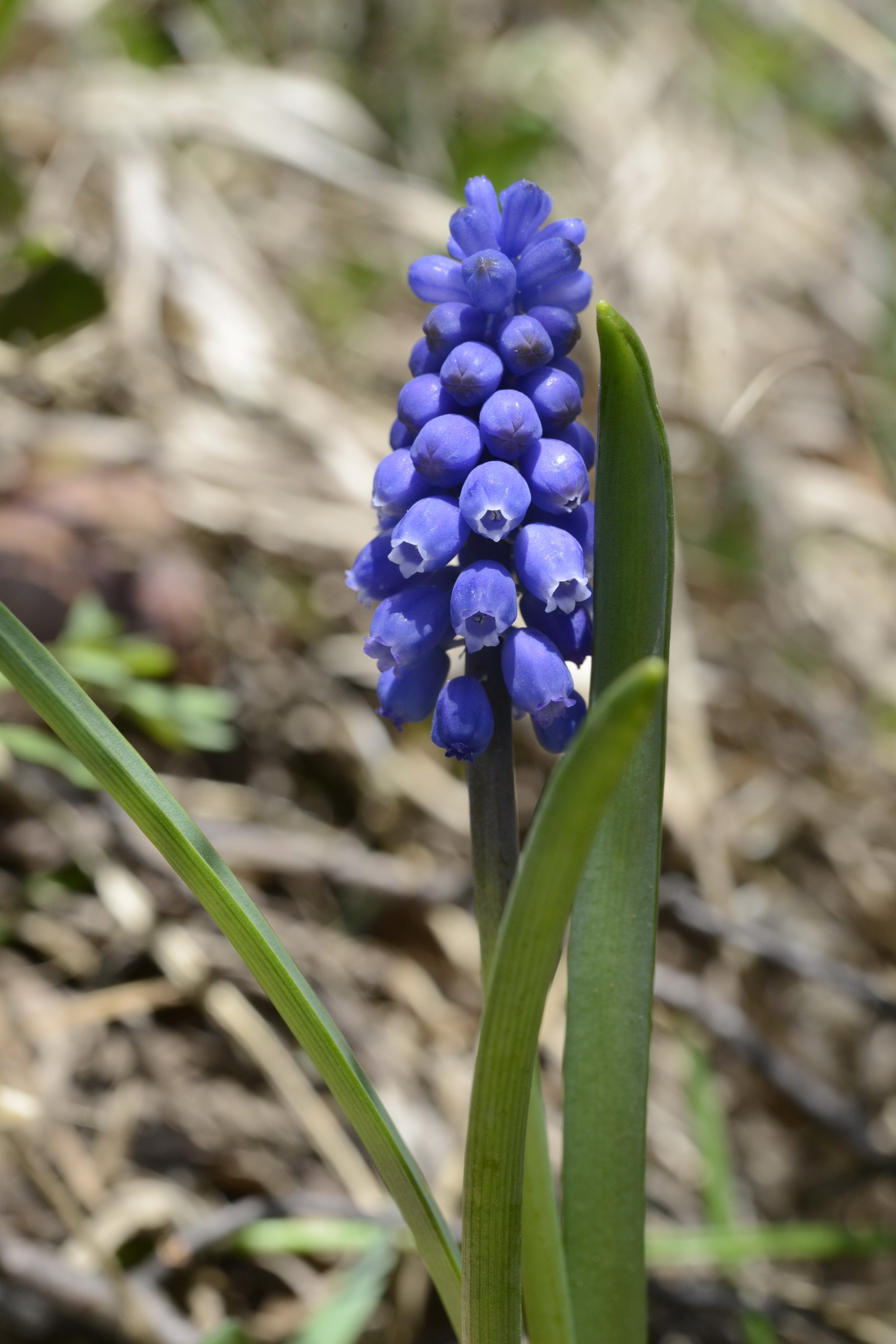Muscari botryoides (L.) Mill.