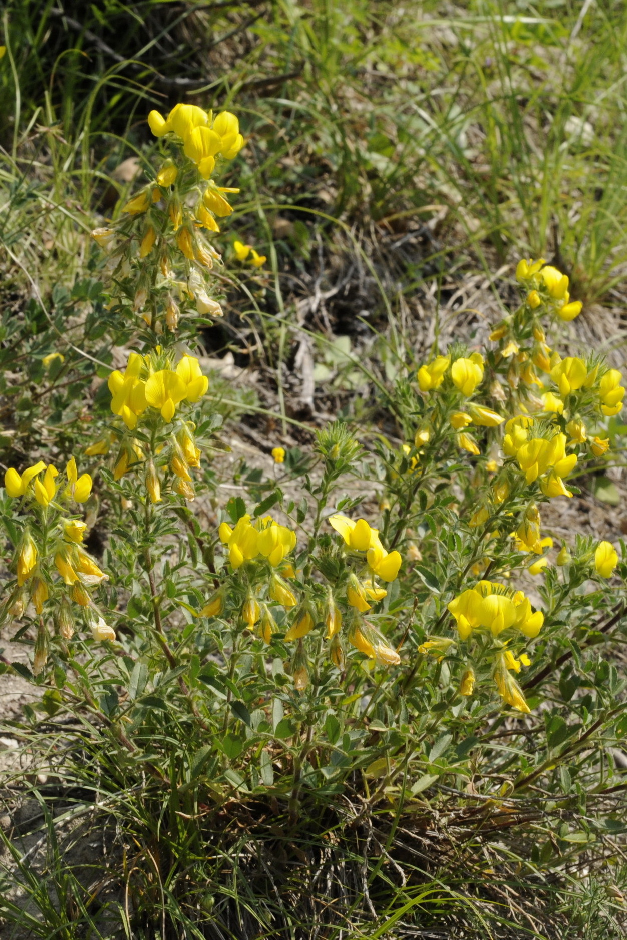 Ononis natrix L.