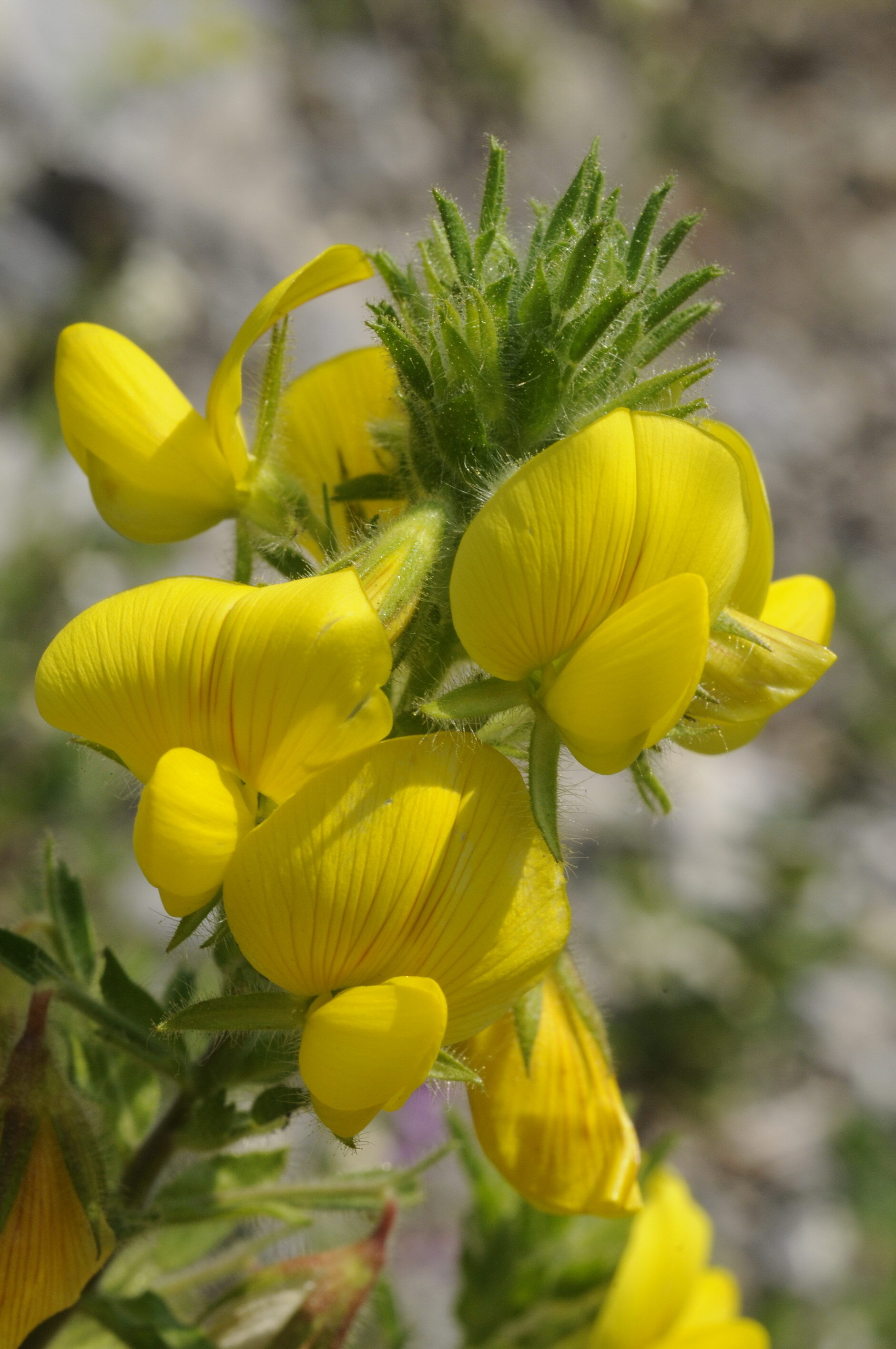 Ononis natrix L.