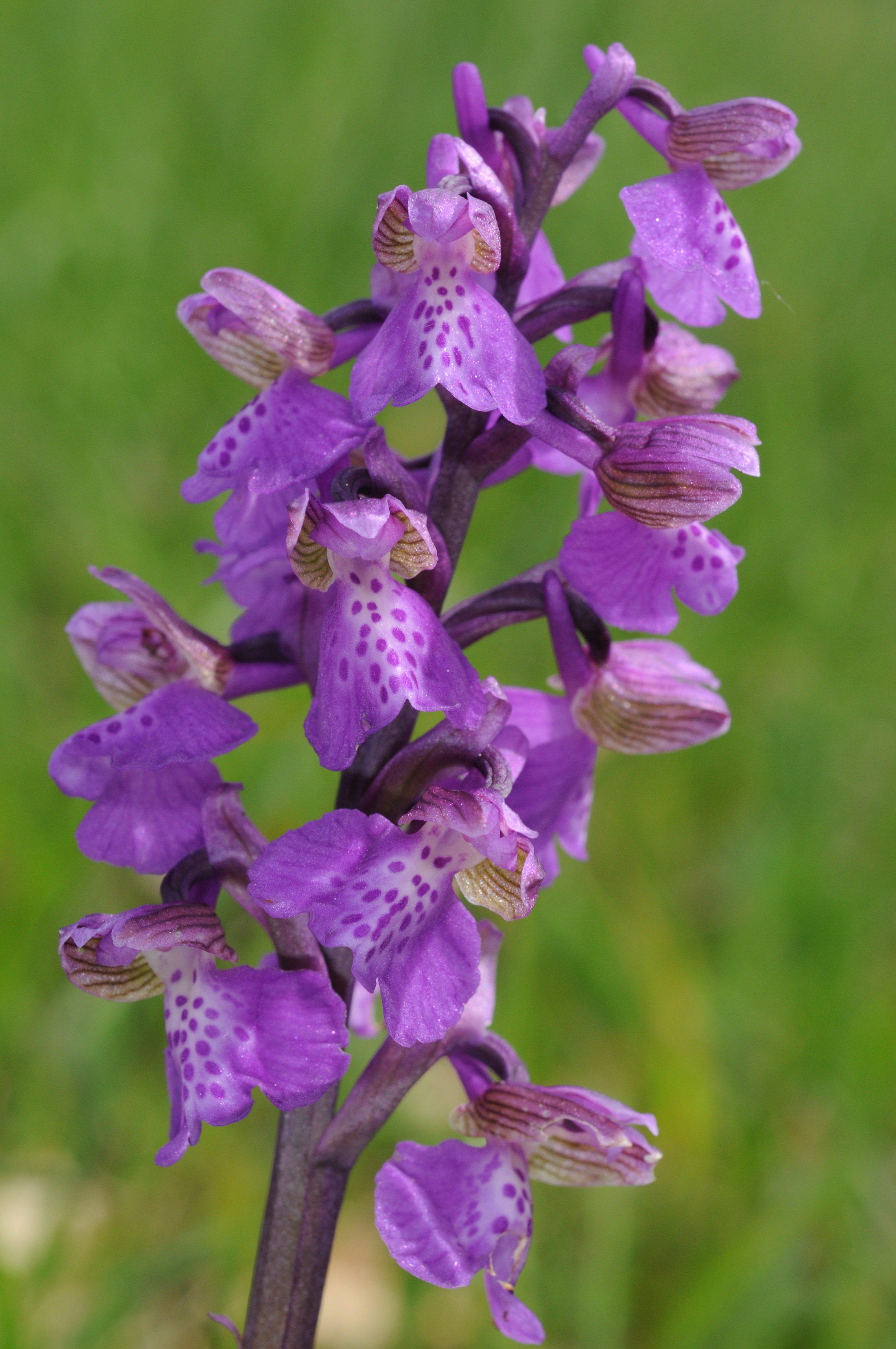 Orchis morio L.