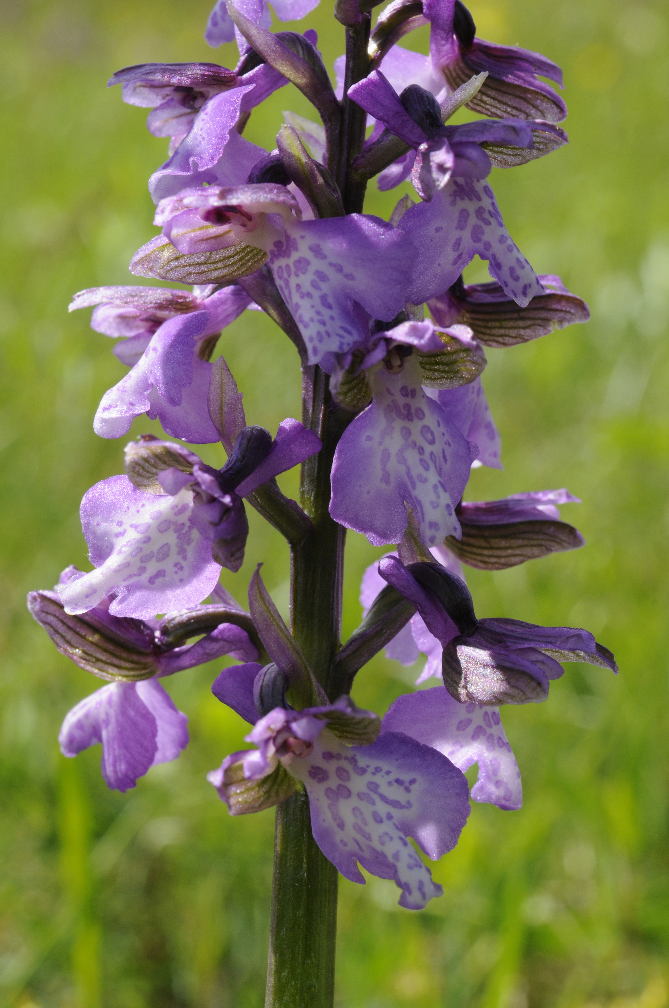 Orchis morio L.