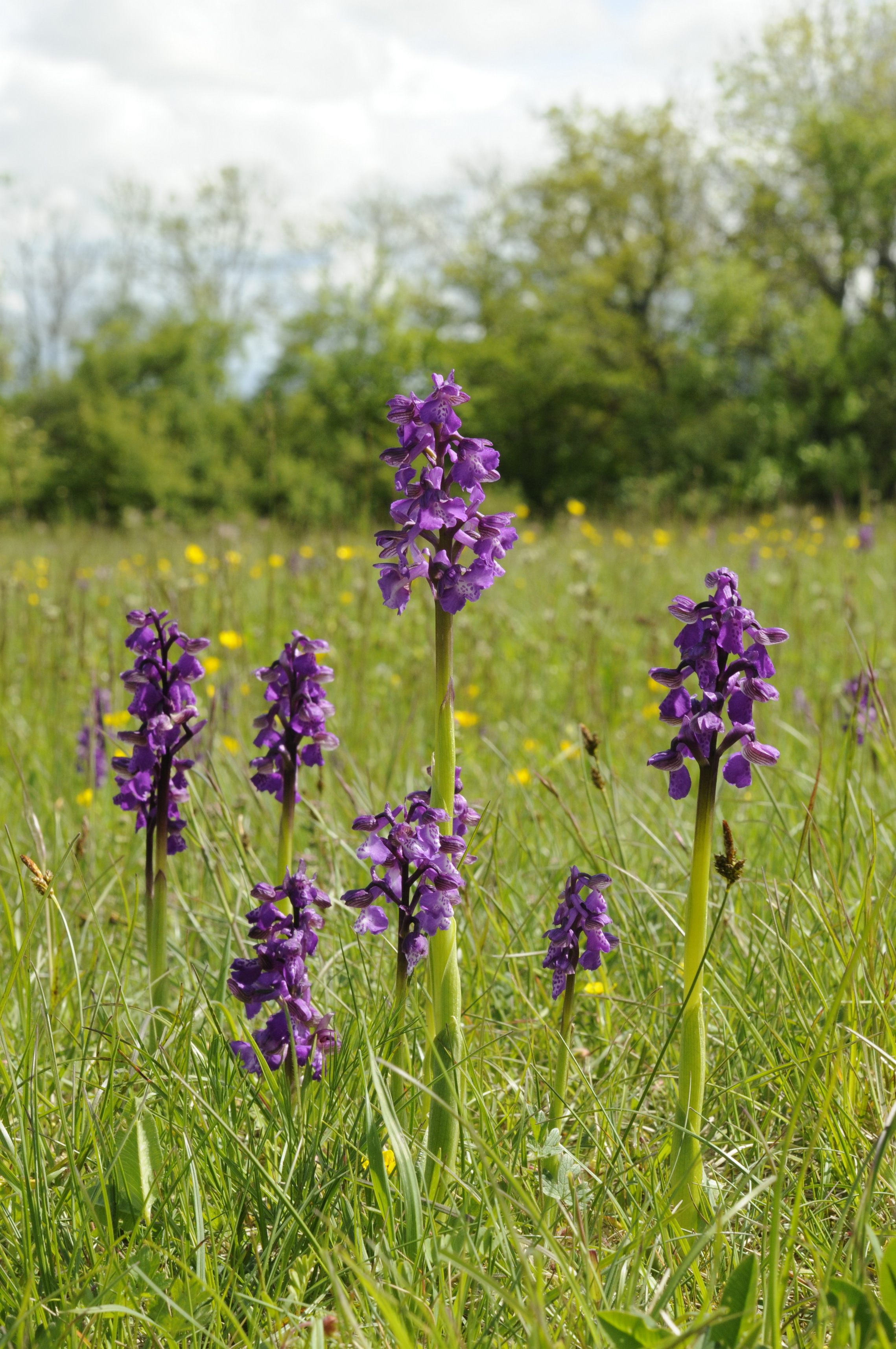 Orchis morio L.