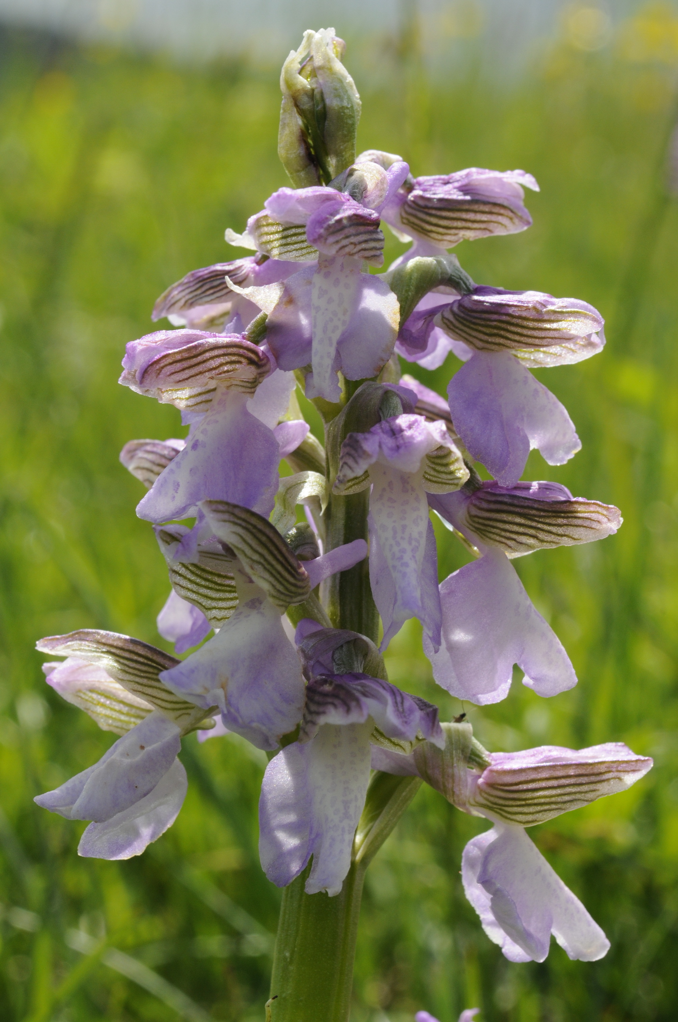 Orchis morio L.