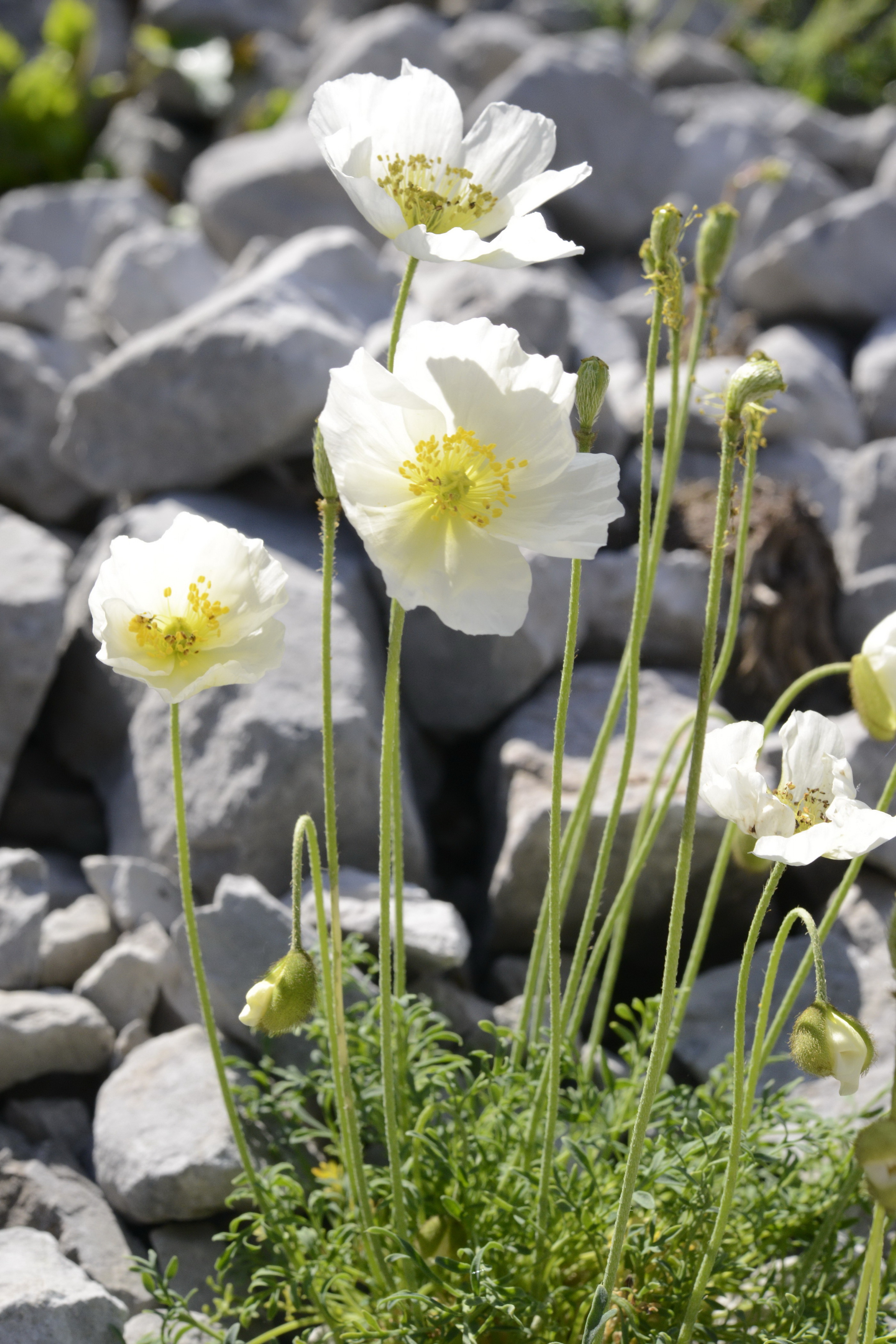 Papaver occidentale (Markgr.) H. E. Hess & Landolt