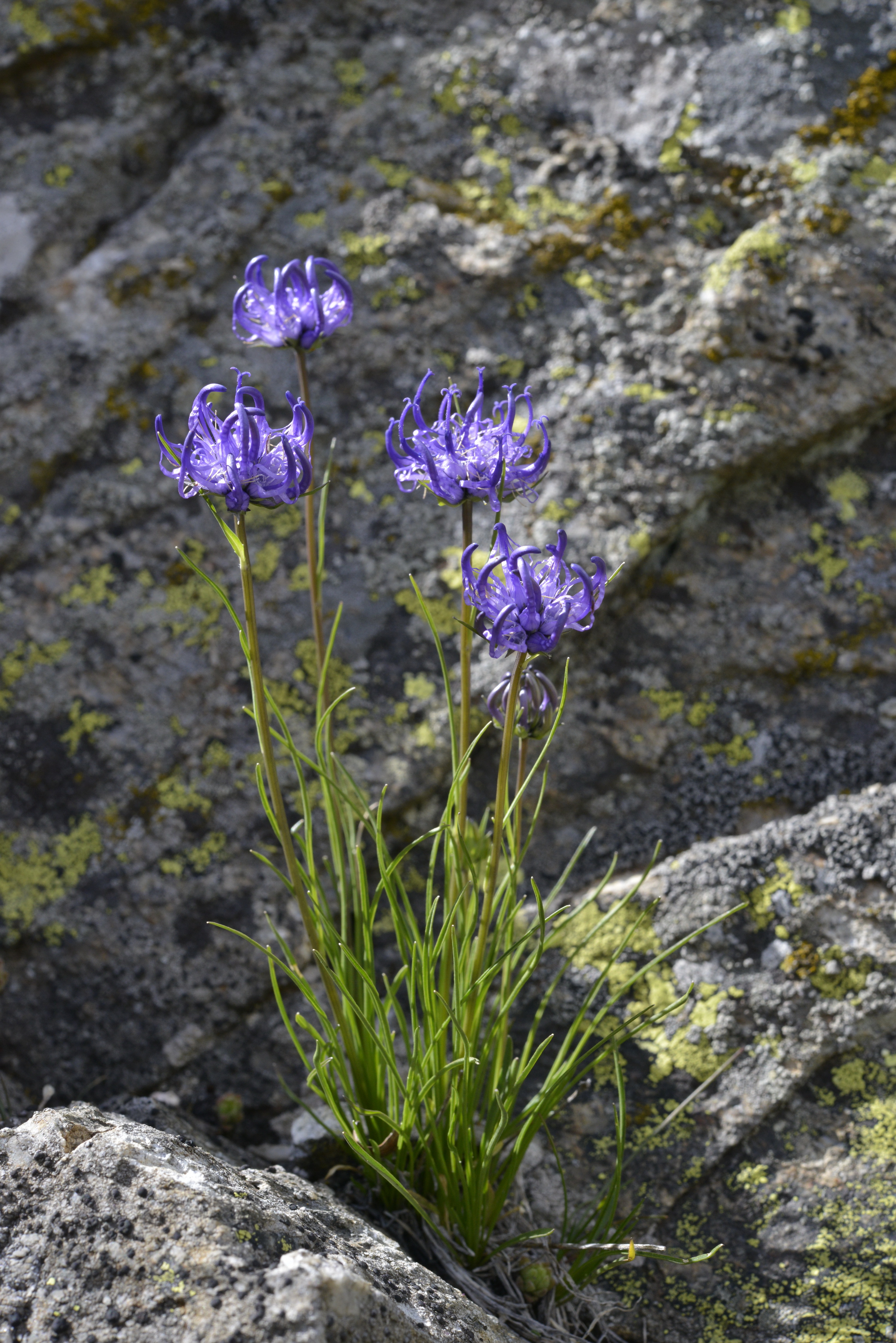 Phyteuma hemisphaericum L.