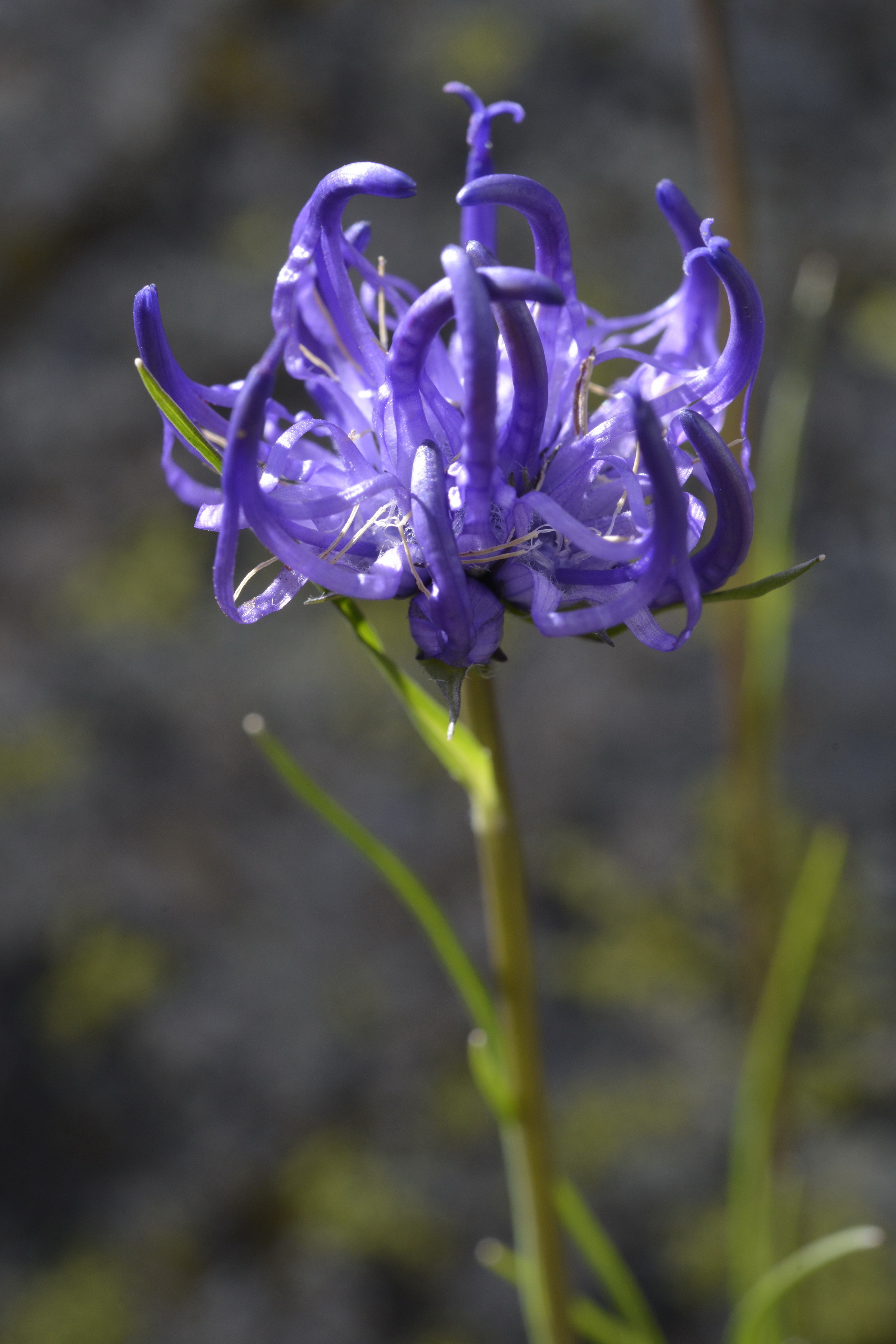 Phyteuma hemisphaericum L.