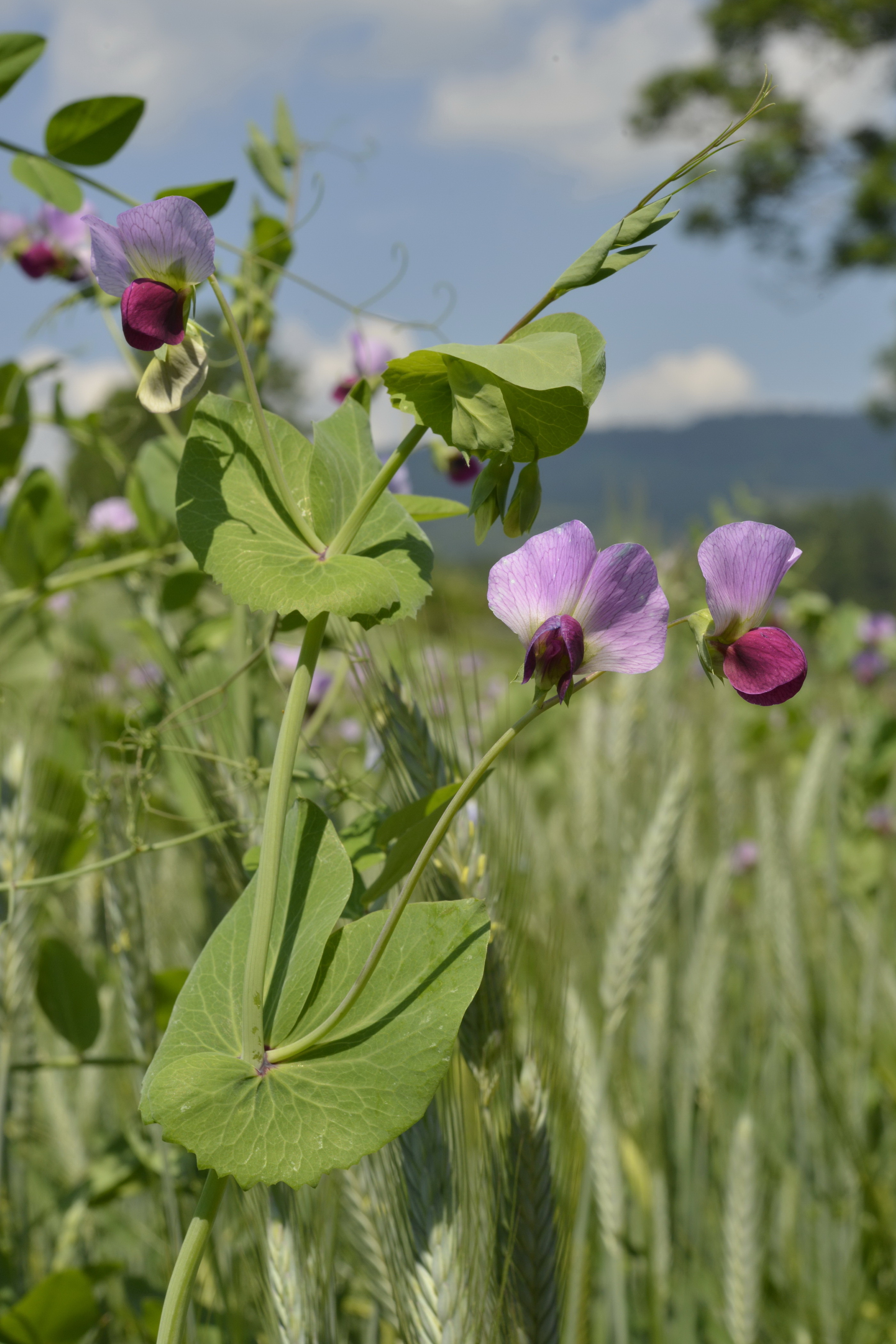 Pisum sativum L.