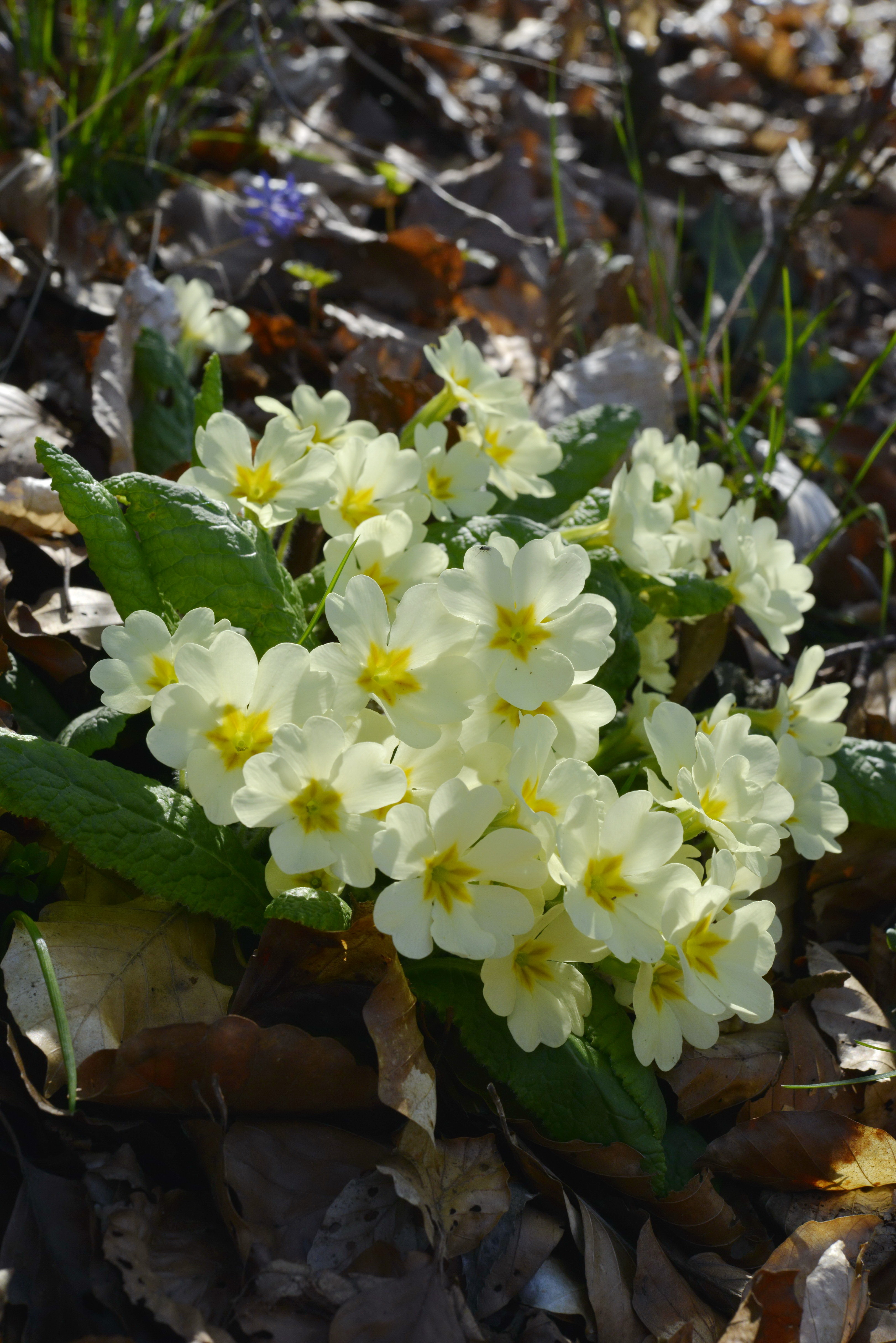 Primula acaulis (L.) L.