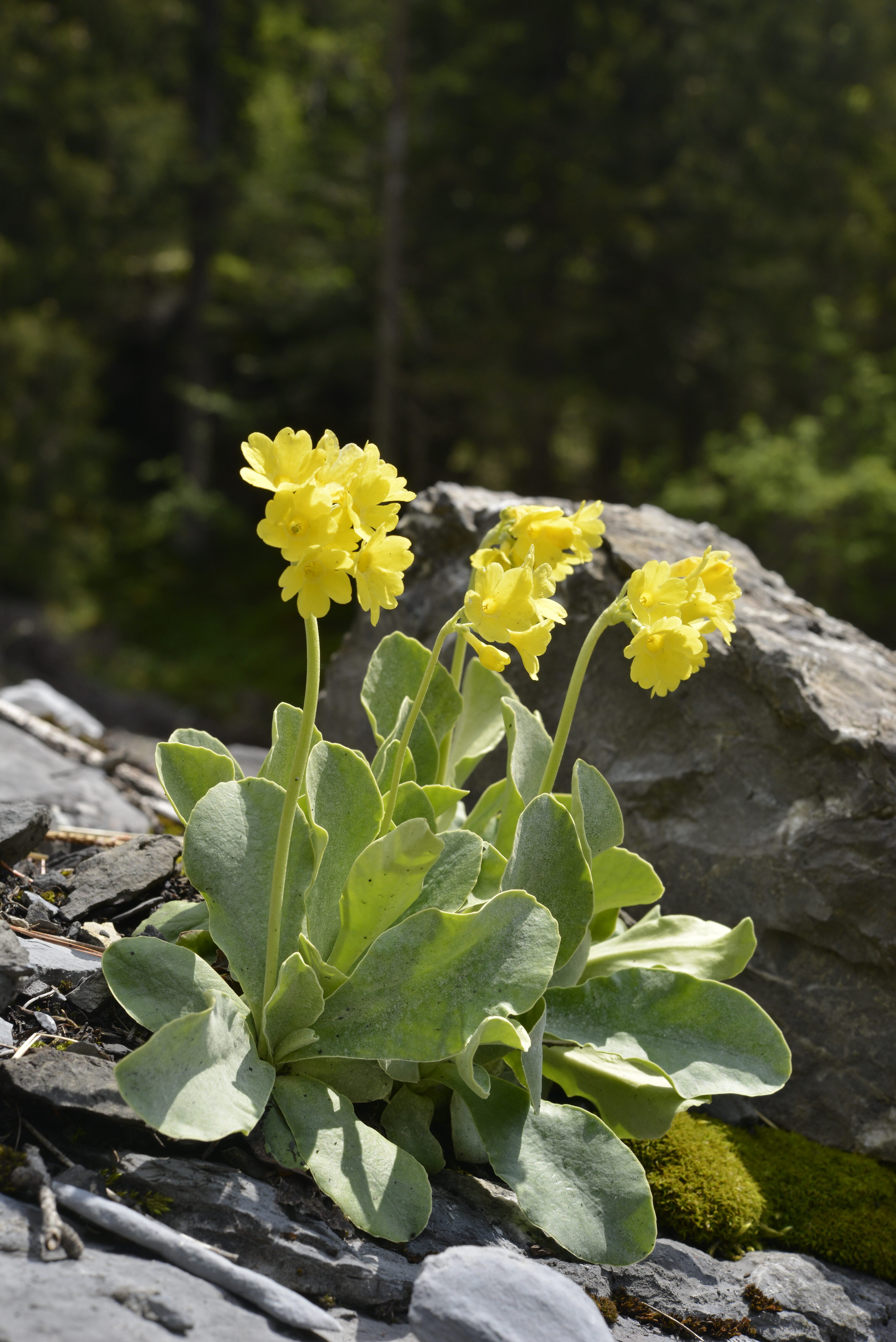 Primula auricula L.
