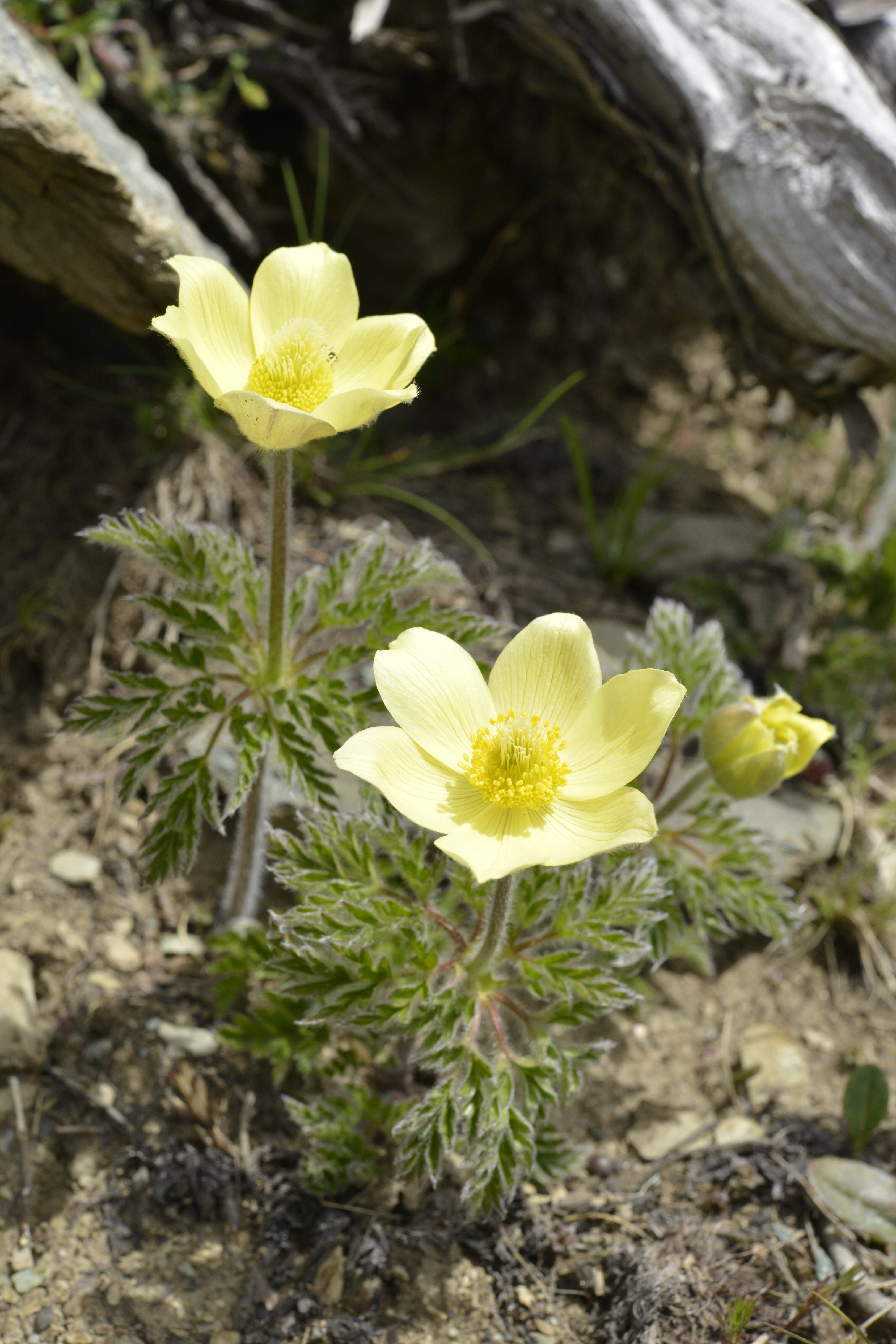 Pulsatilla alpina subsp. apiifolia (Scop.) Nyman