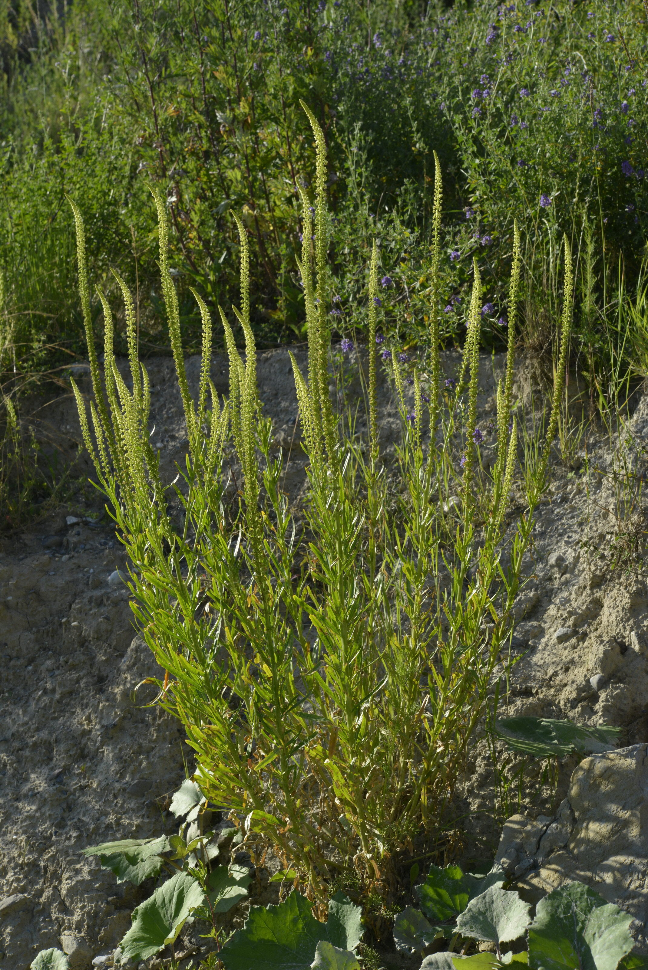 Reseda luteola L.