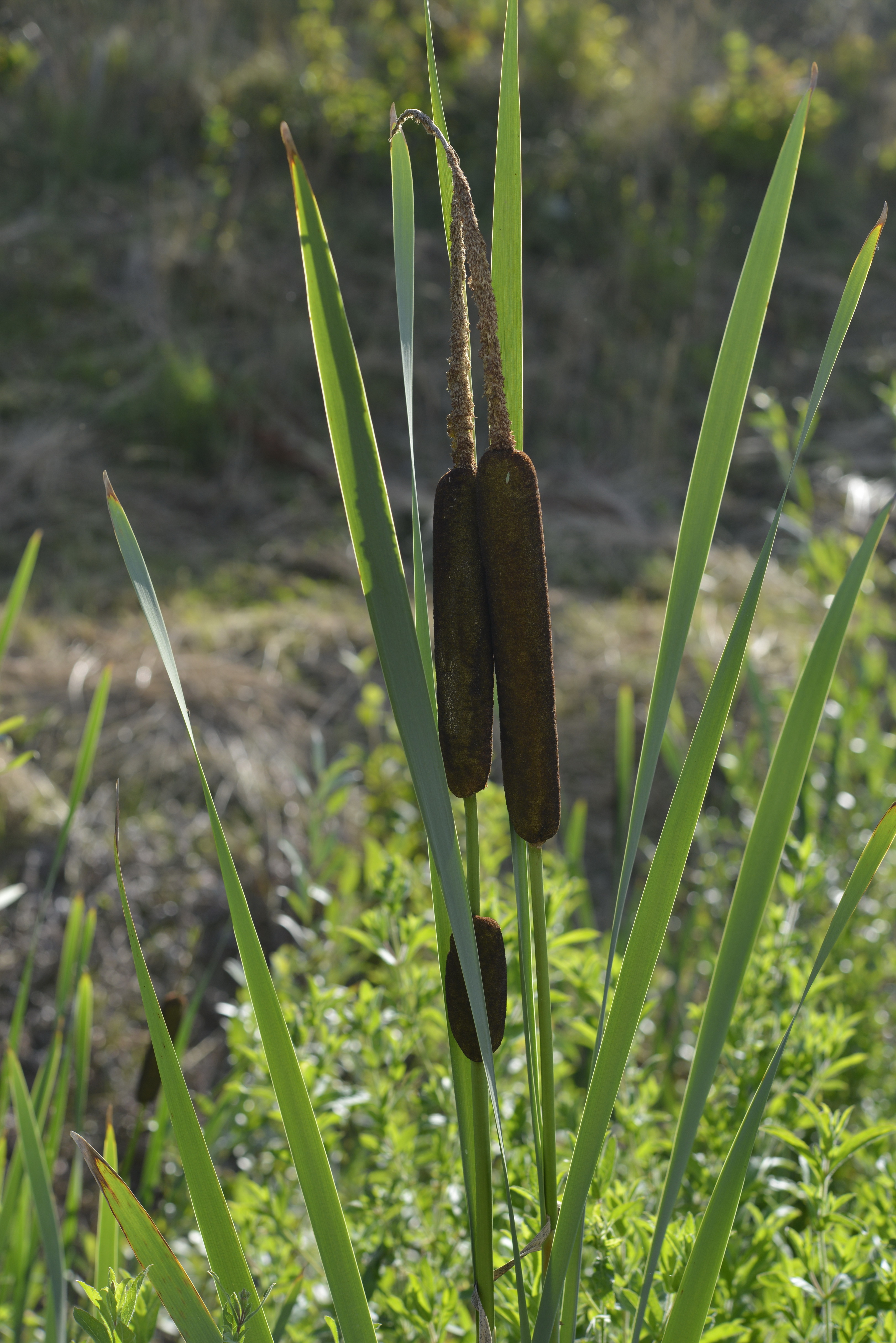 Typha latifolia L.