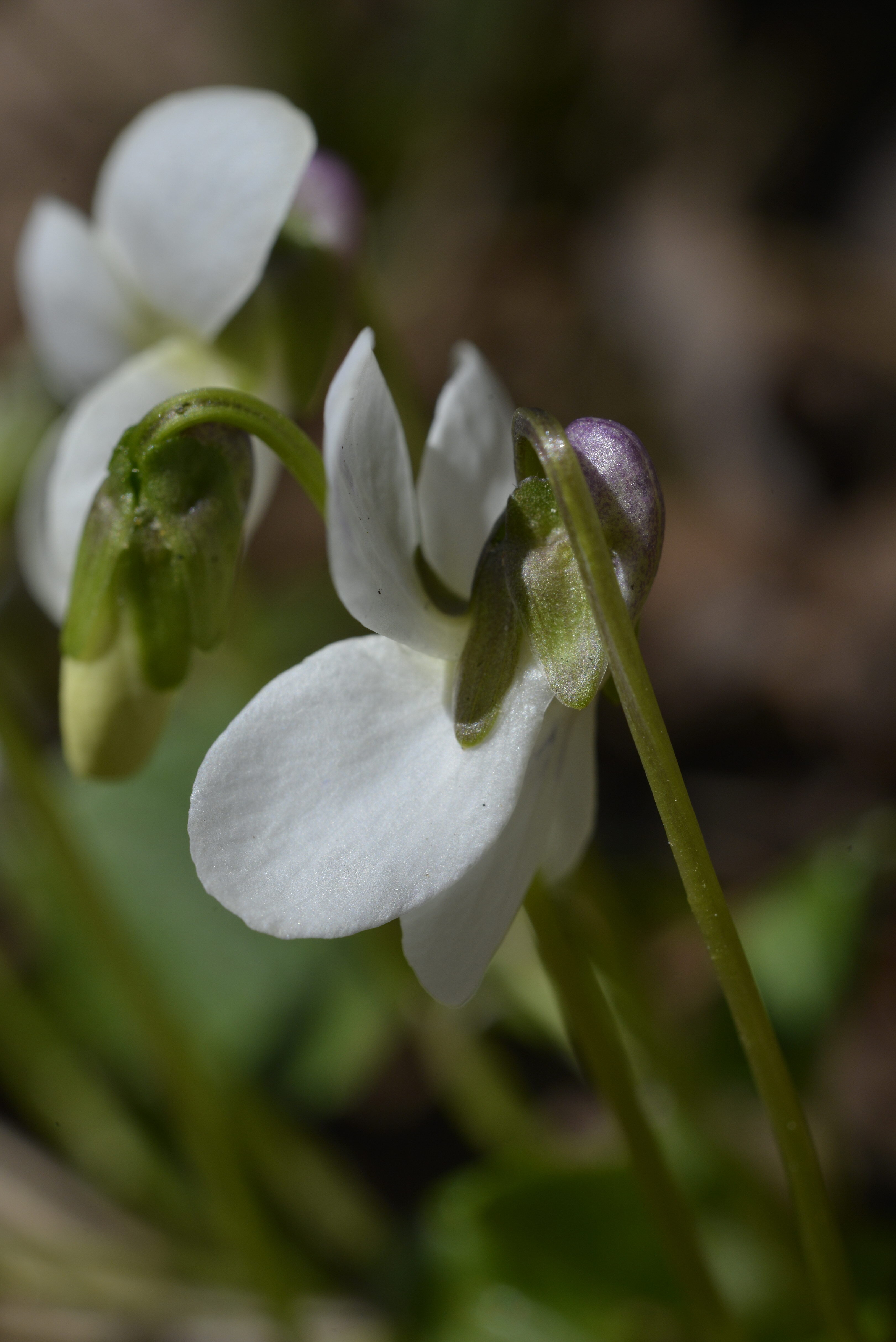 Viola alba Besser