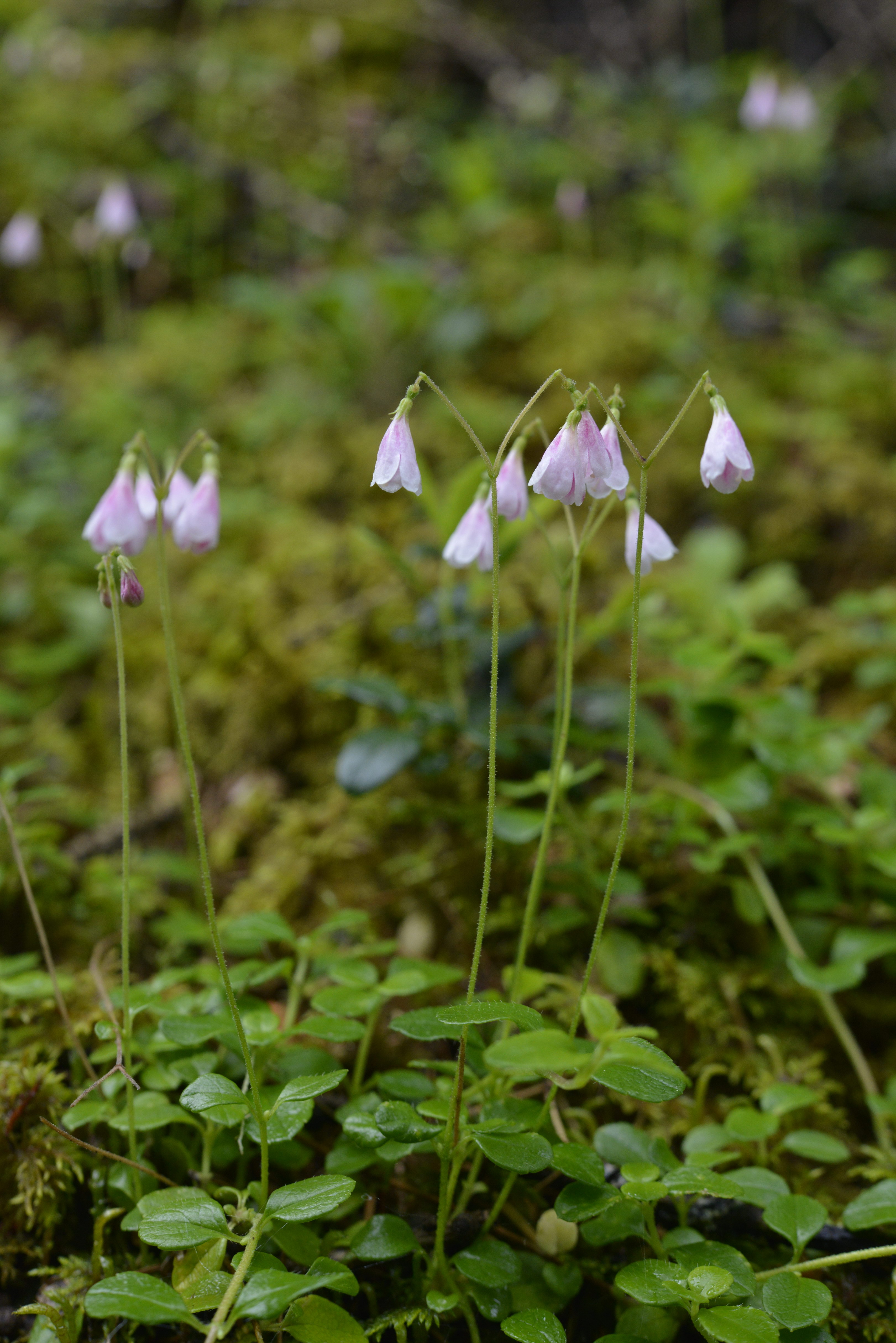 Linnaea borealis L.