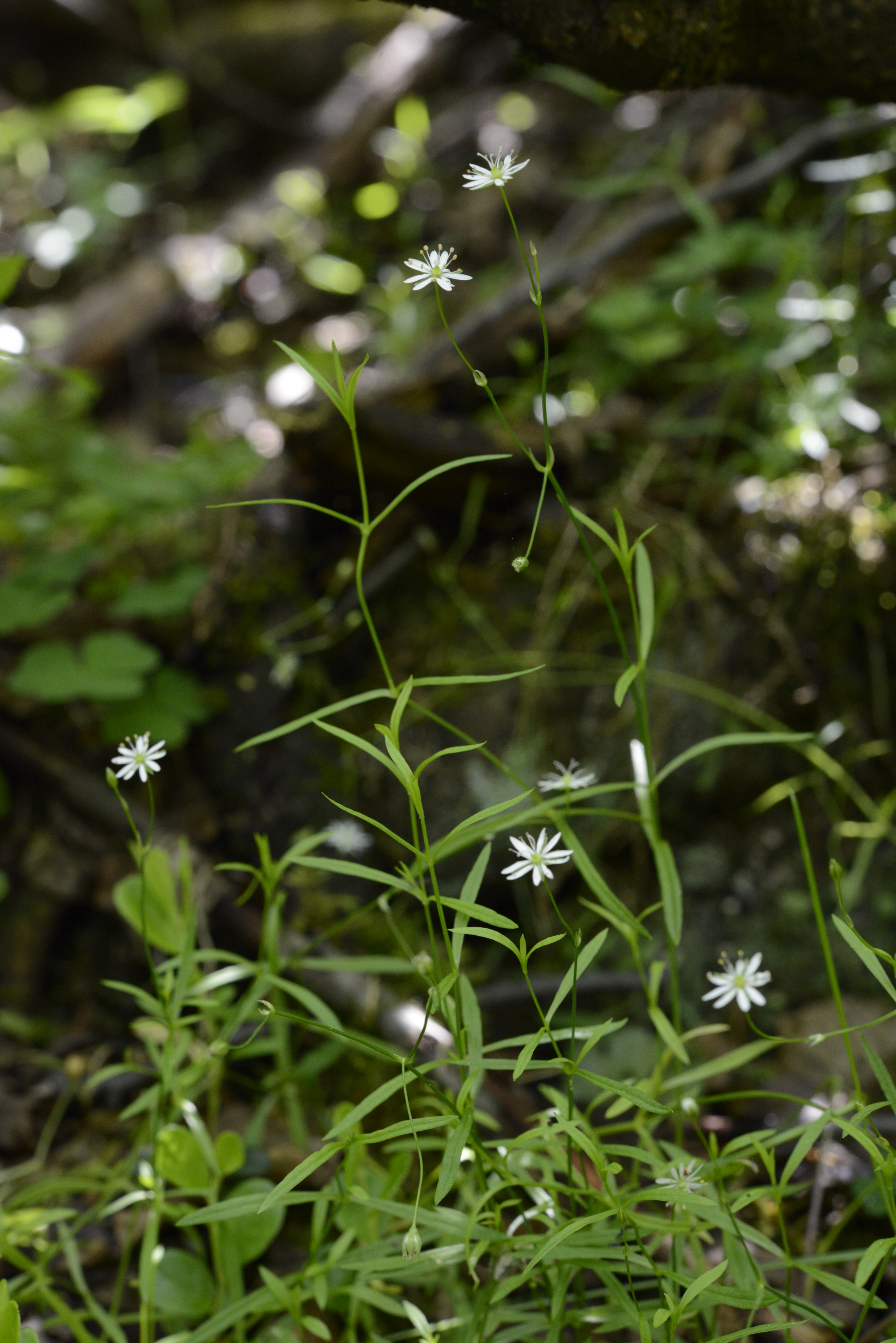 Stellaria longifolia Willd.
