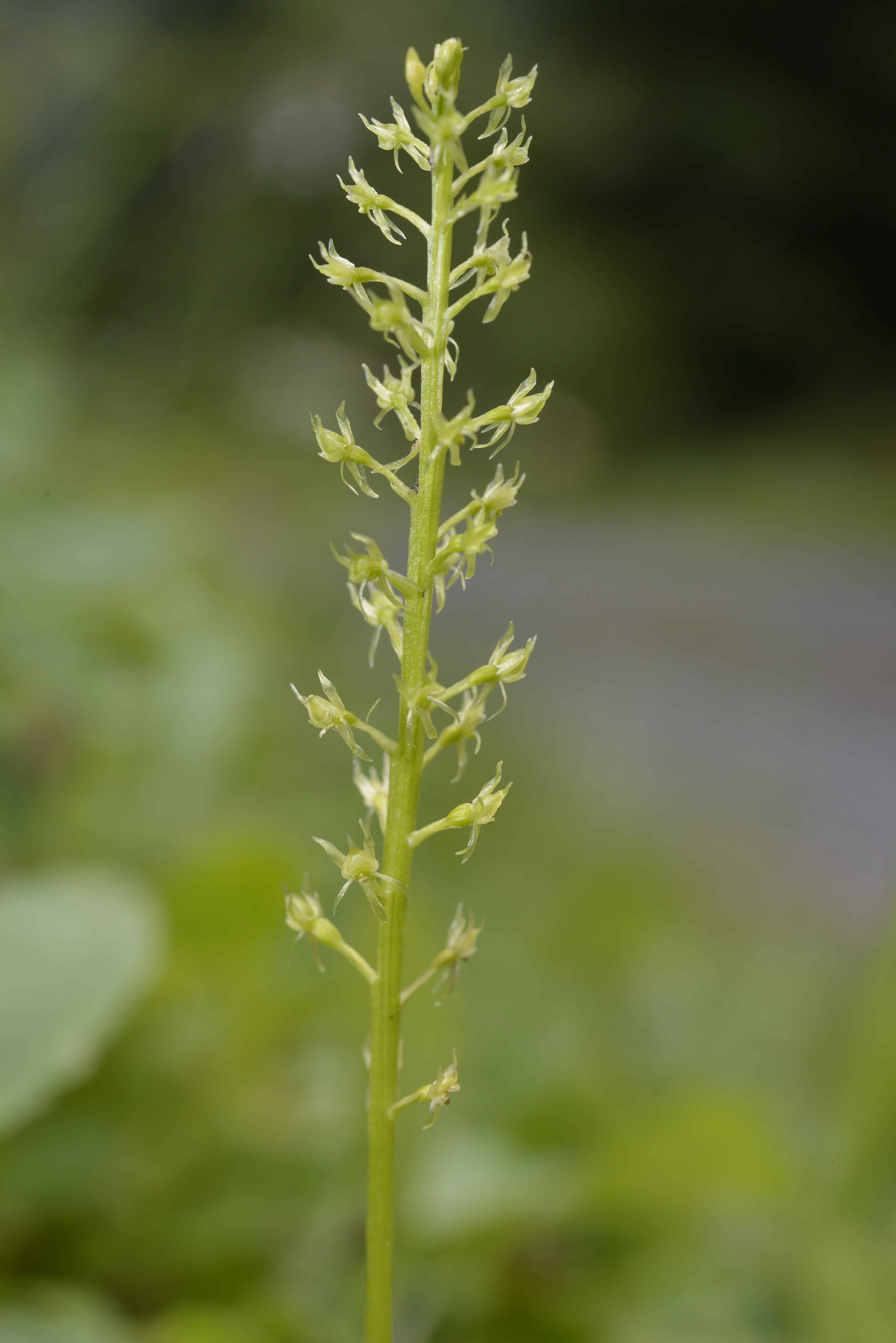 Malaxis monophyllos (L.) Sw.