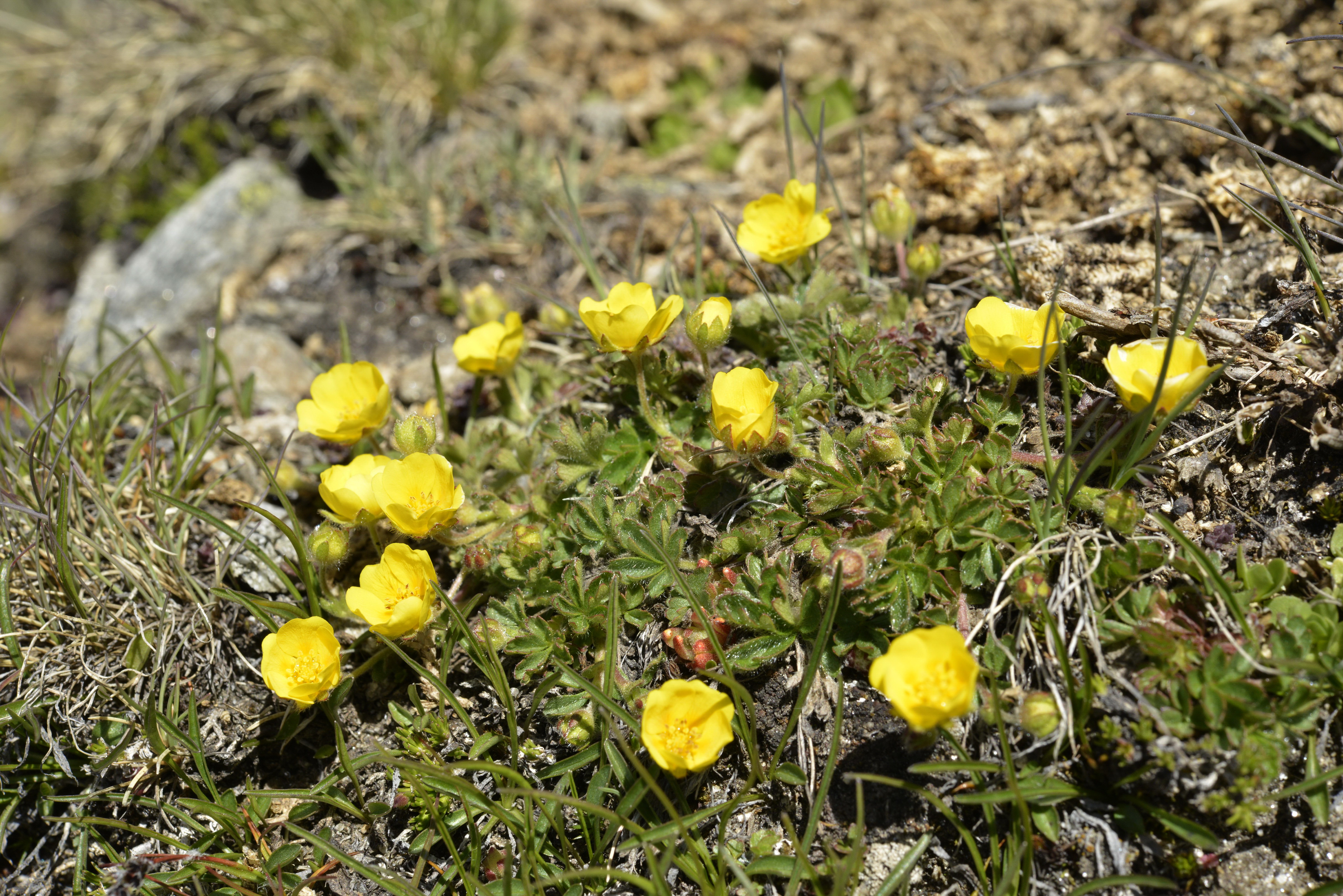 Potentilla crantzii (Crantz) Fritsch