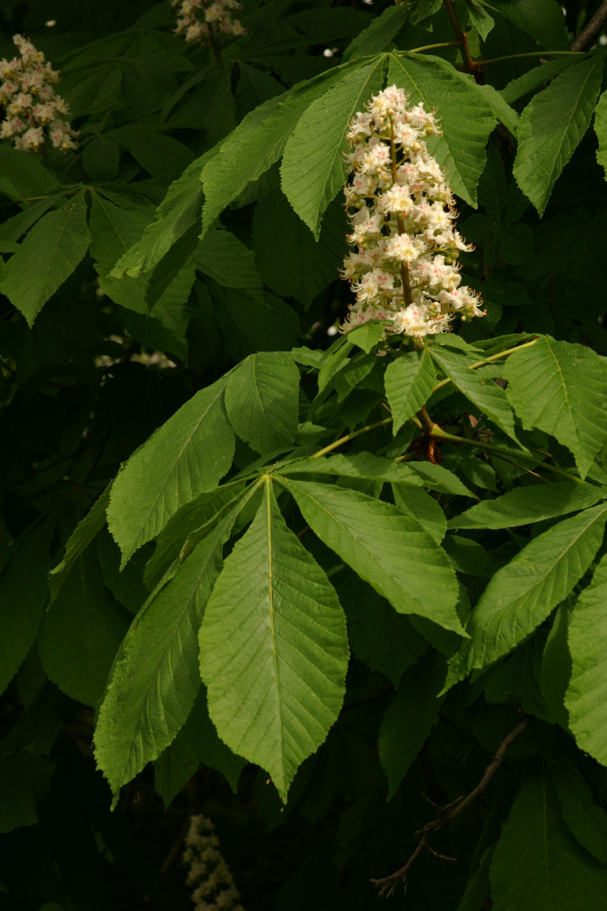 Aesculus hippocastanum L.