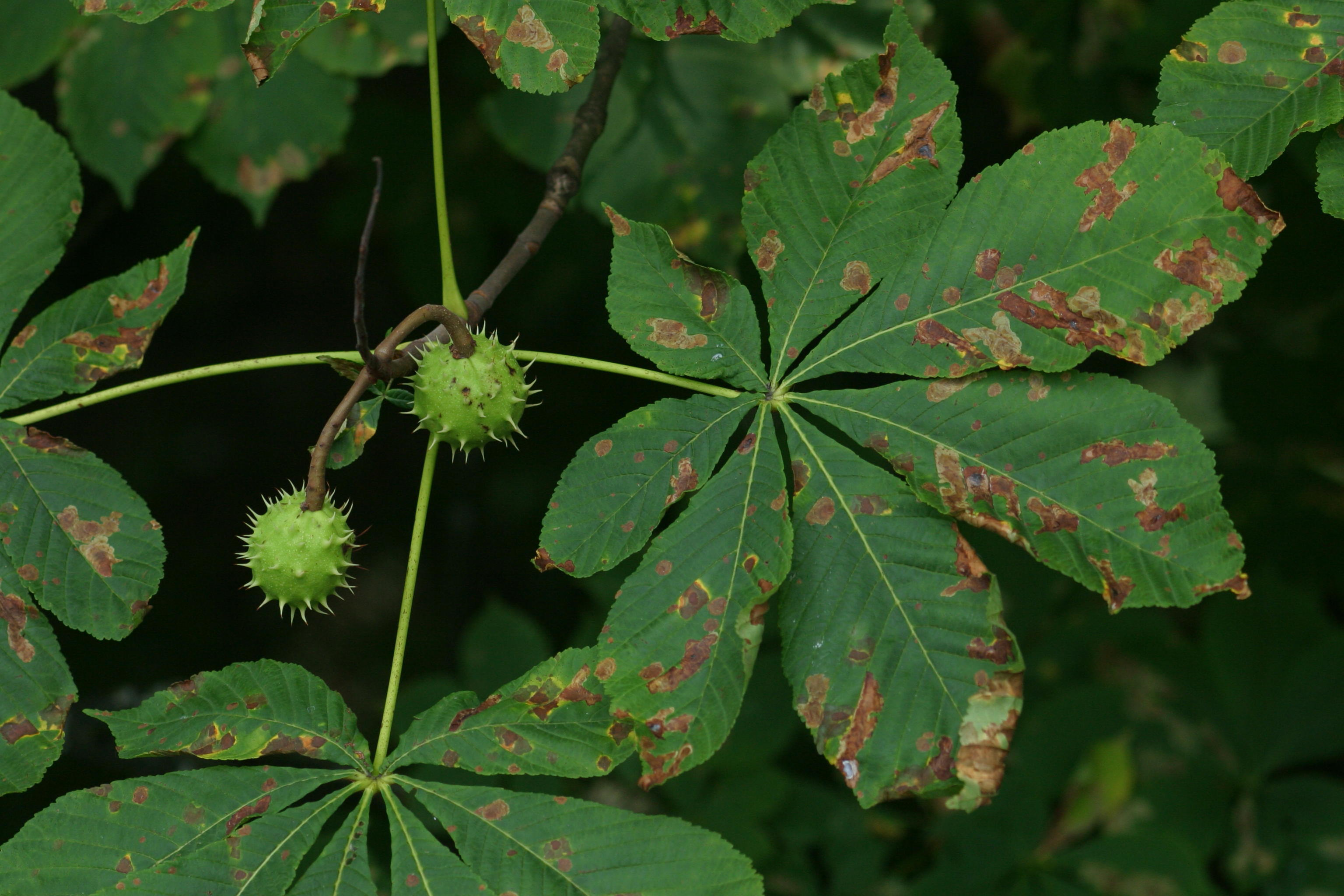 Aesculus hippocastanum L.