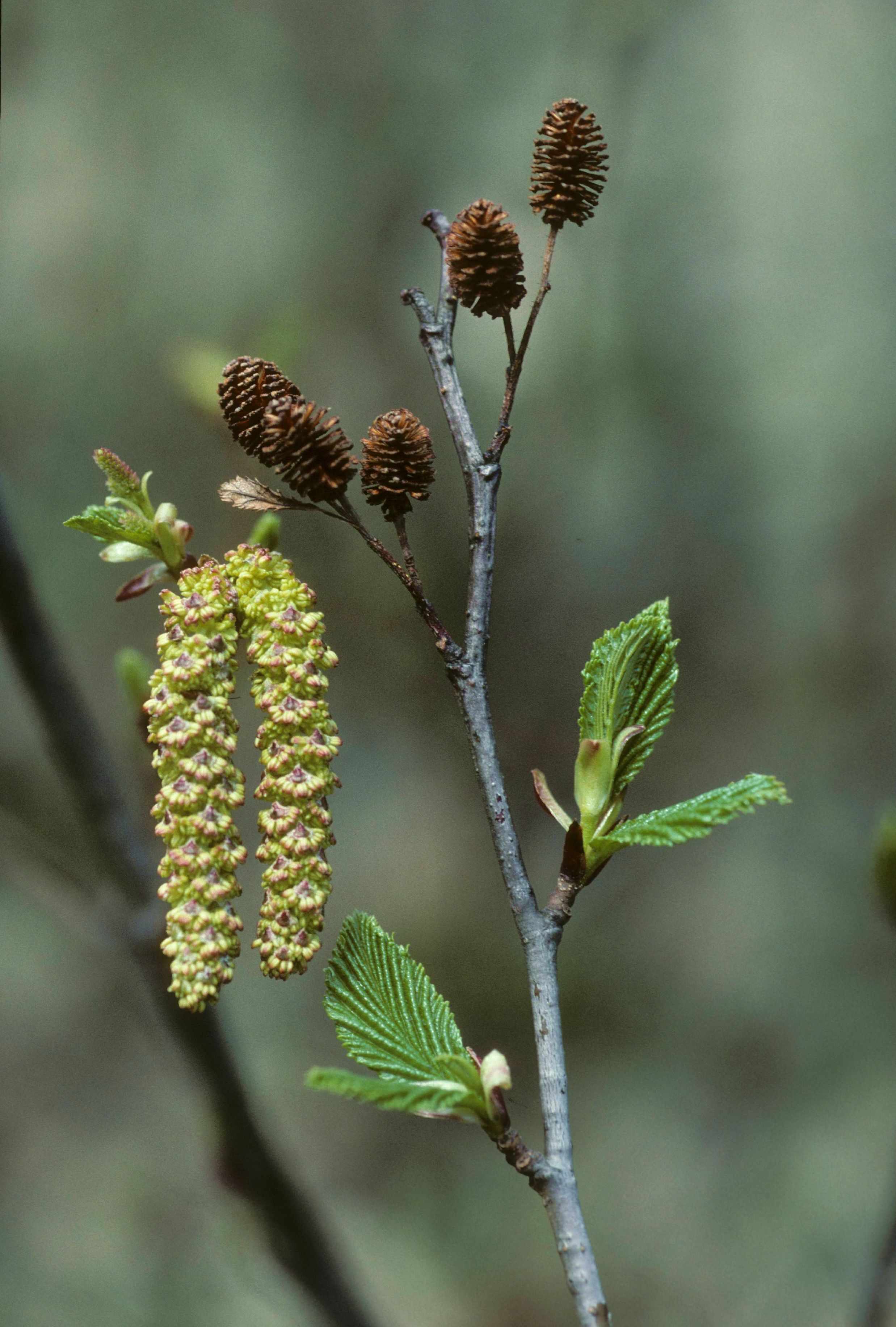 Alnus viridis (Chaix) DC.