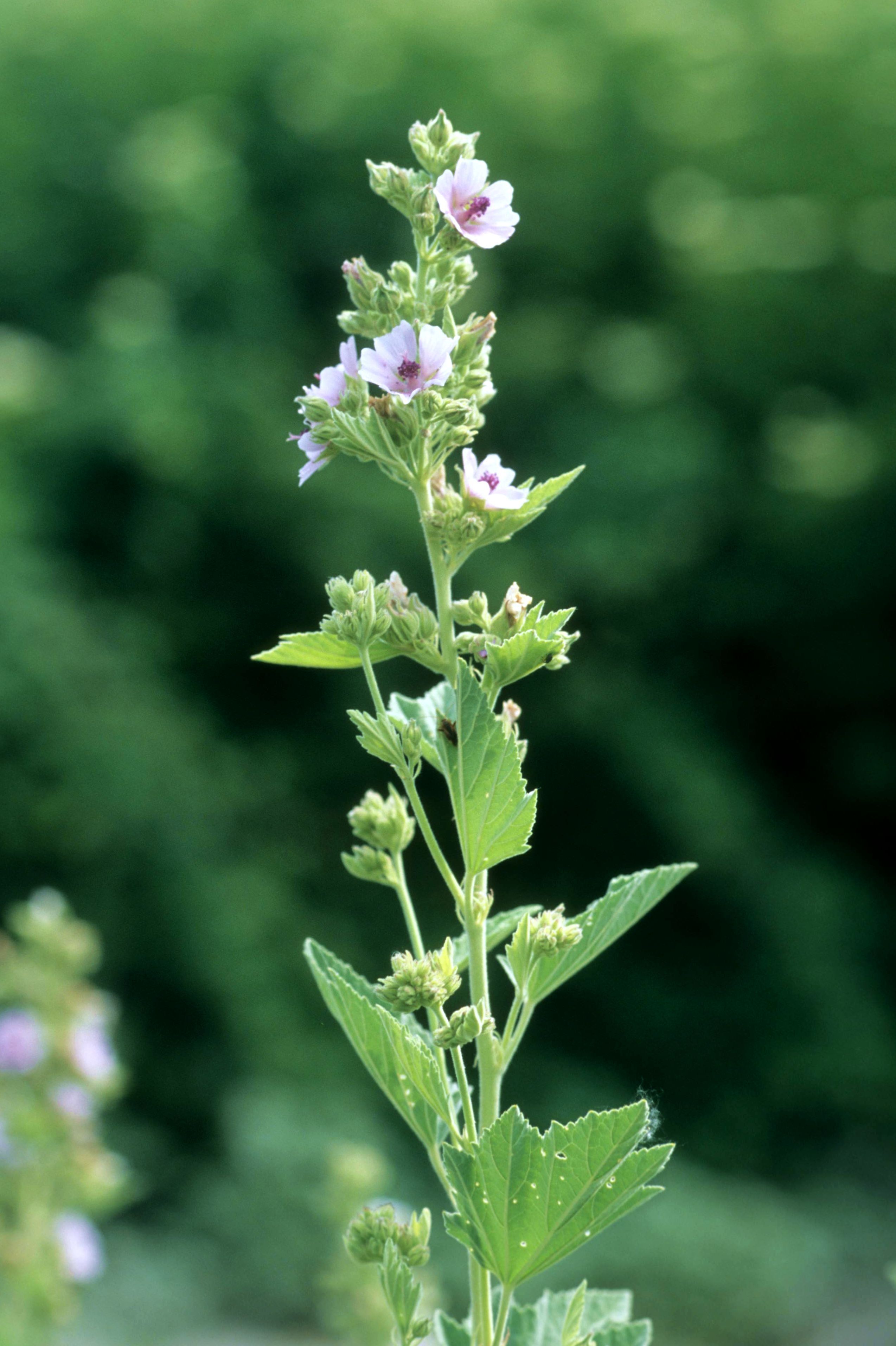 Althaea officinalis L.