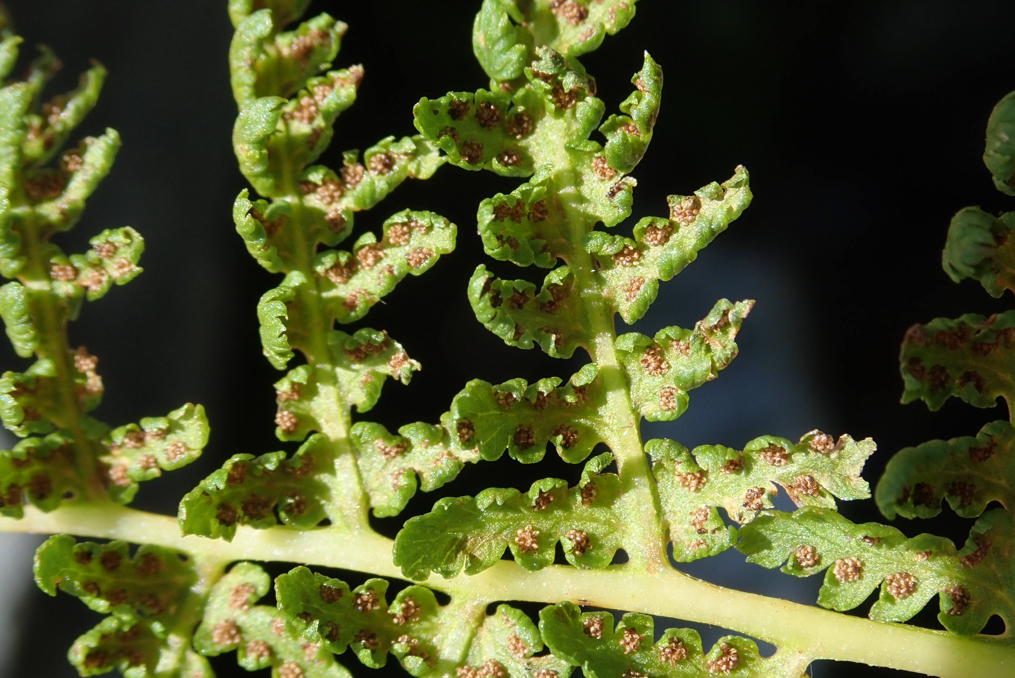 Athyrium distentifolium Opiz