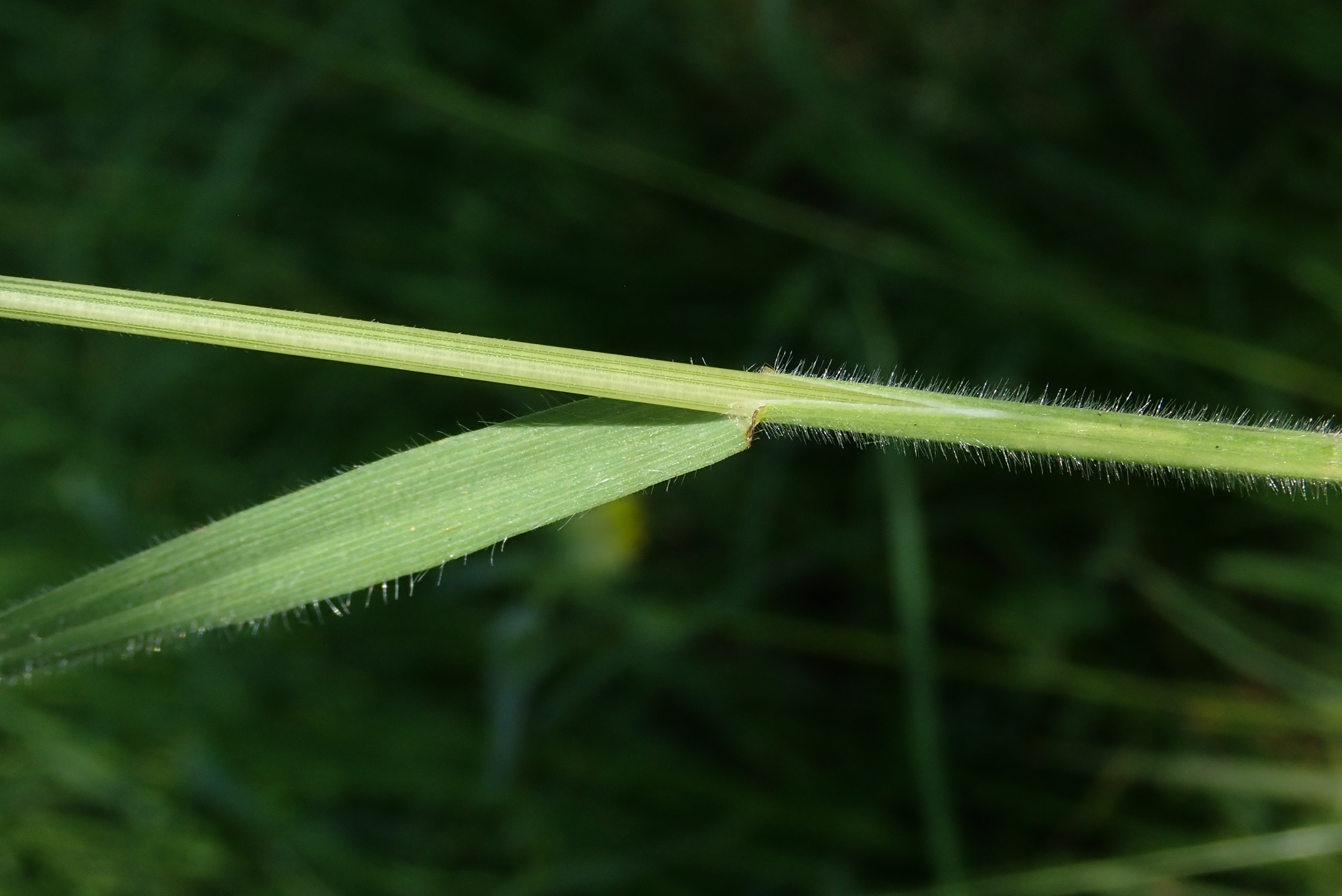 Bromus commutatus Schrad.
