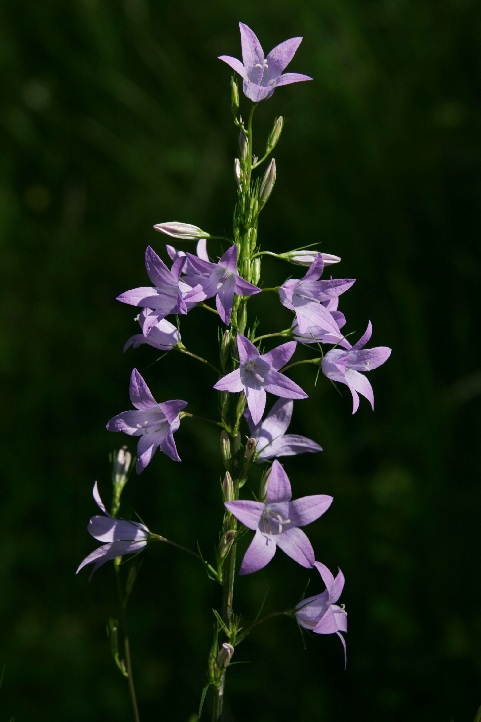Campanula rapunculus L.