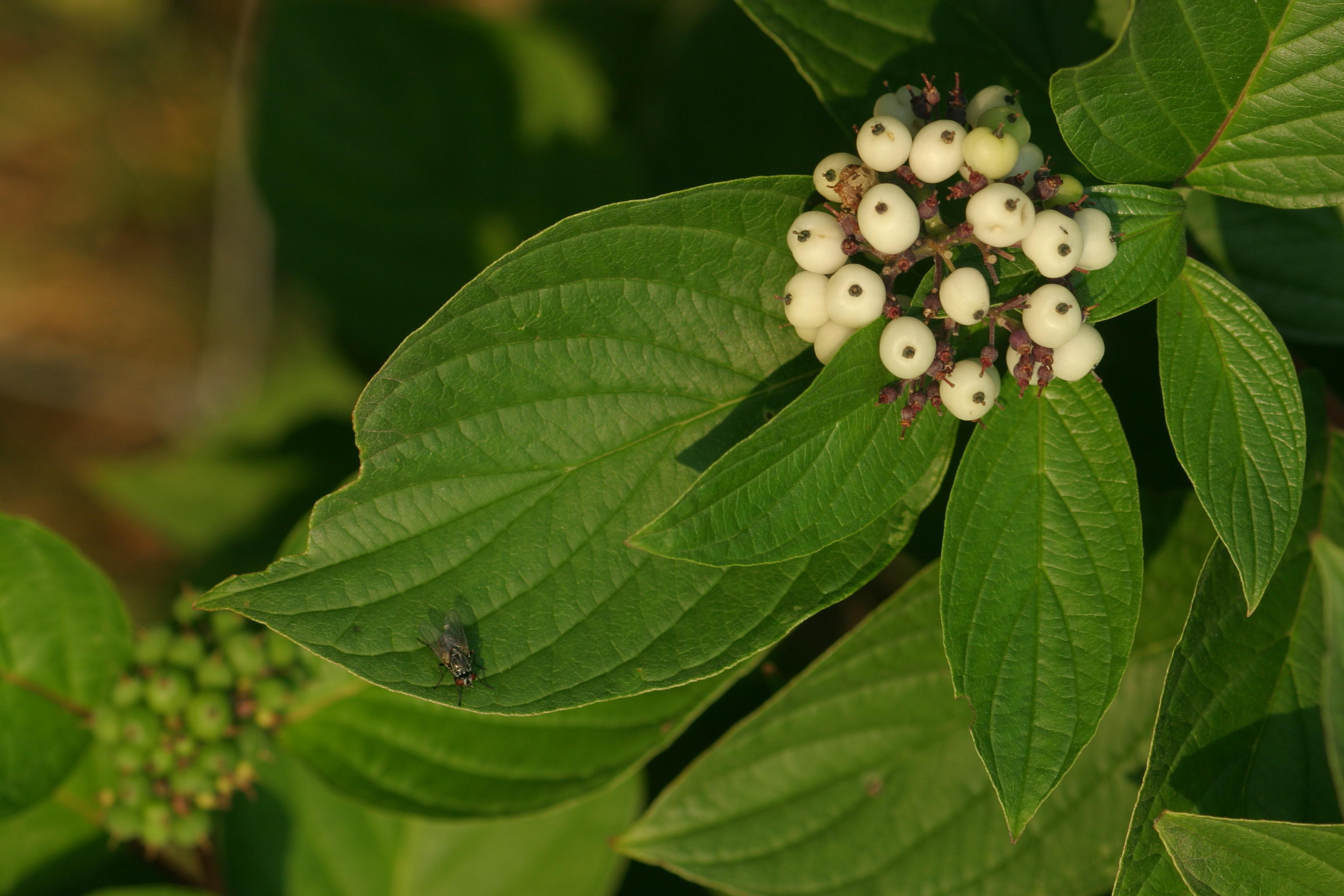 Cornus sericea L.