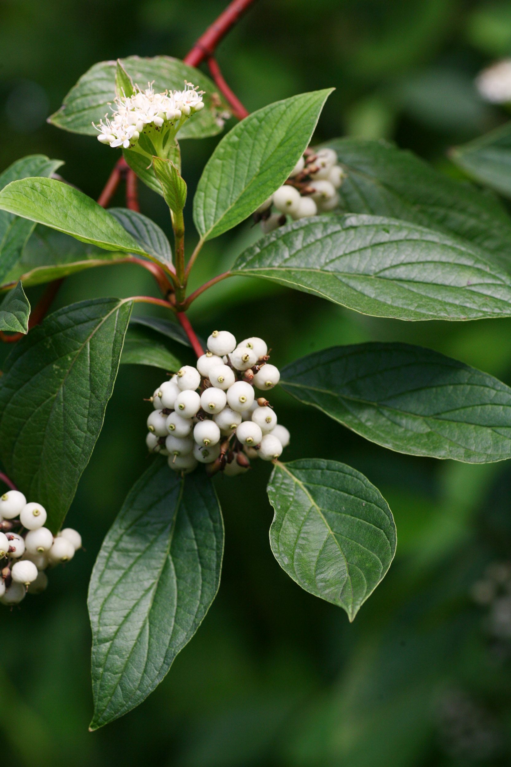 Cornus sericea L.