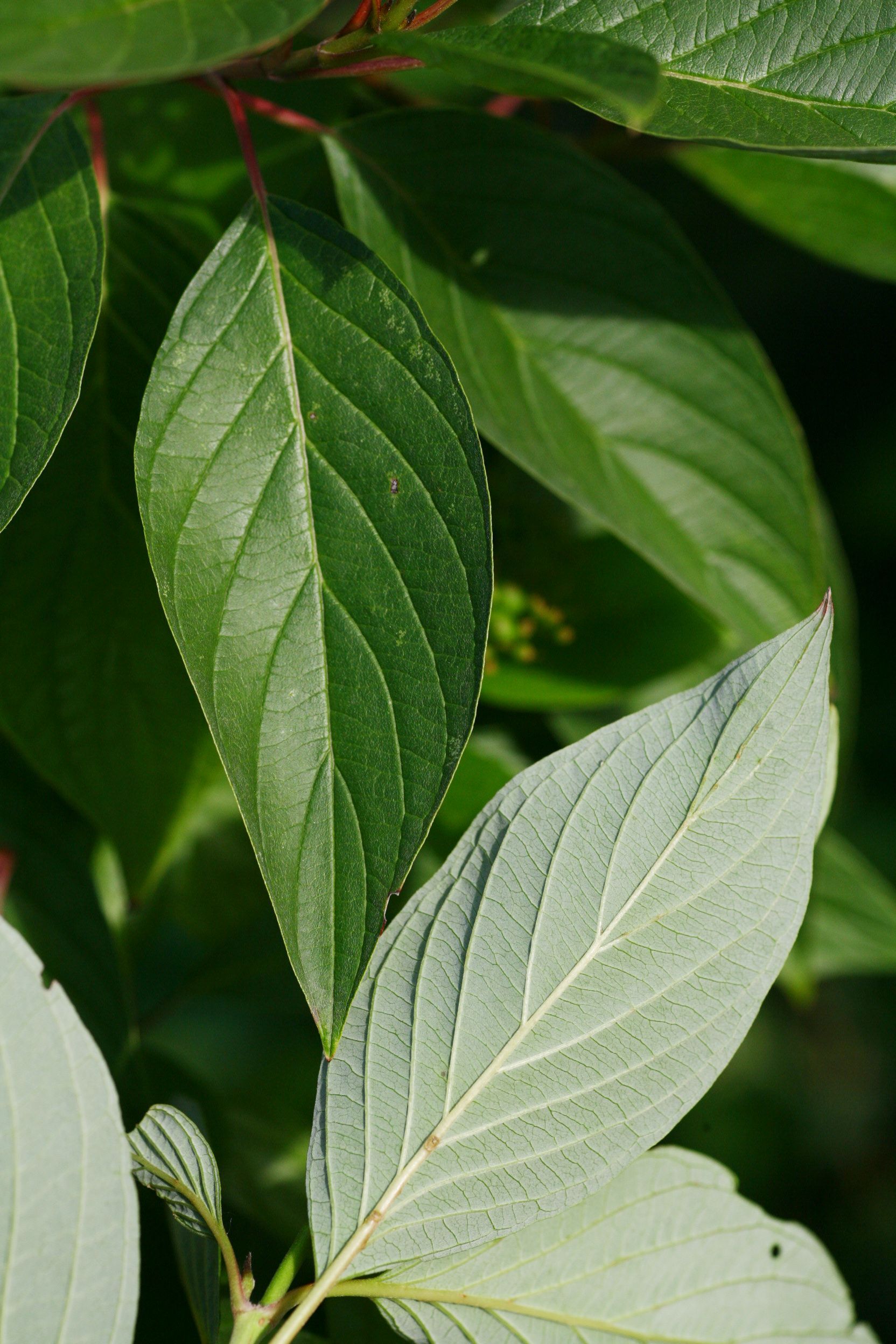 Cornus sericea L.