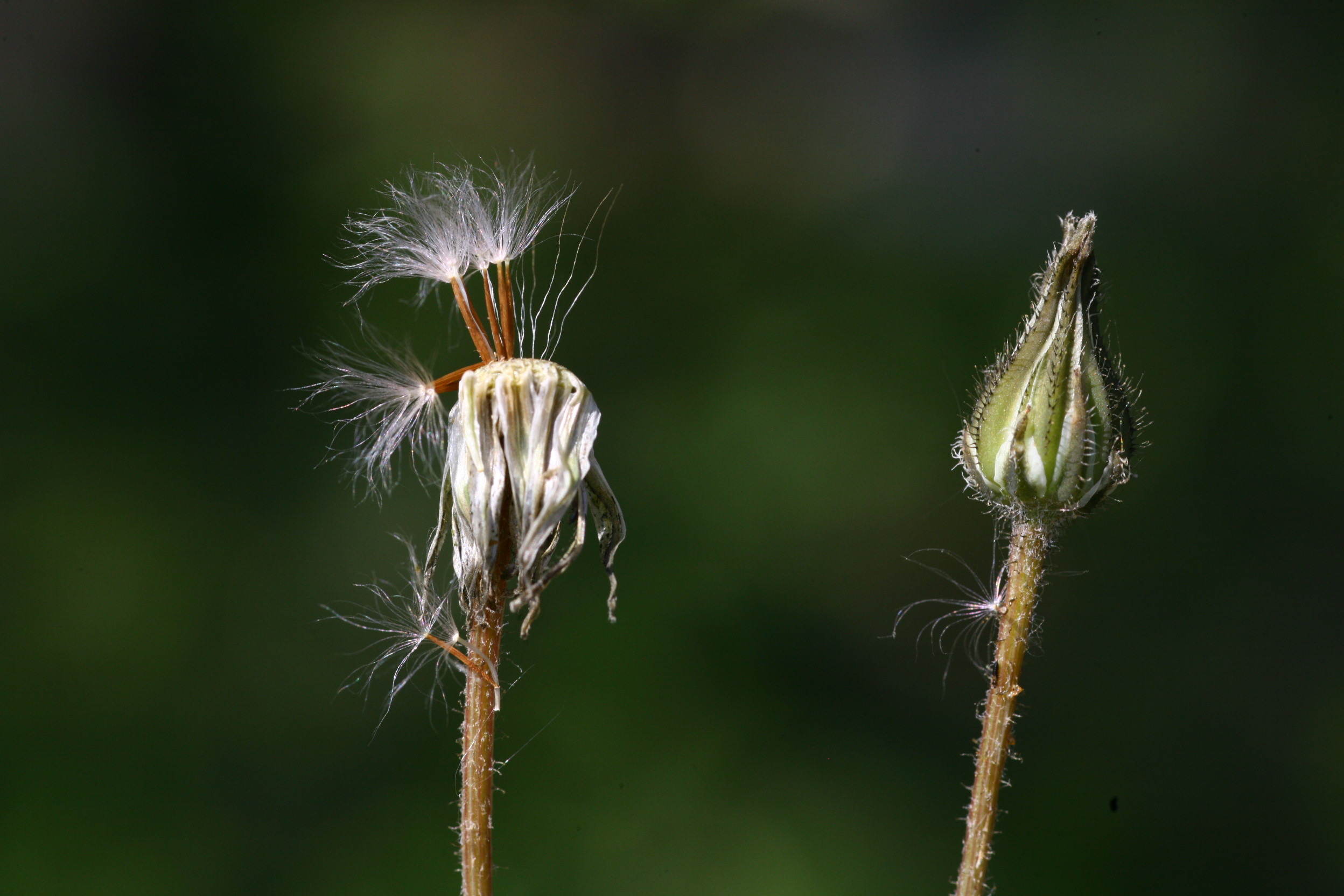 Crepis sancta (L.) Bornm.