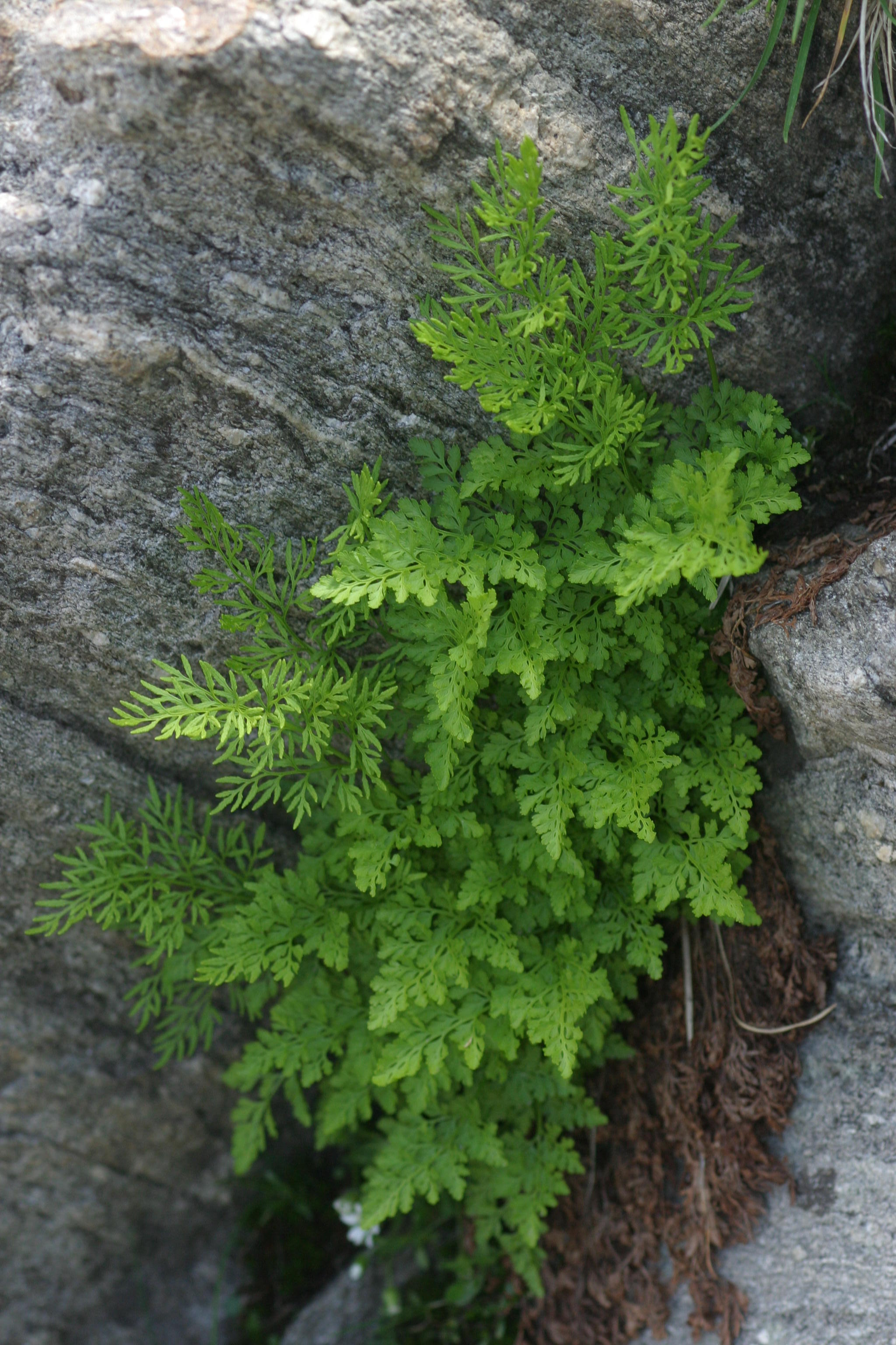 Cryptogramma crispa (L.) Hook.
