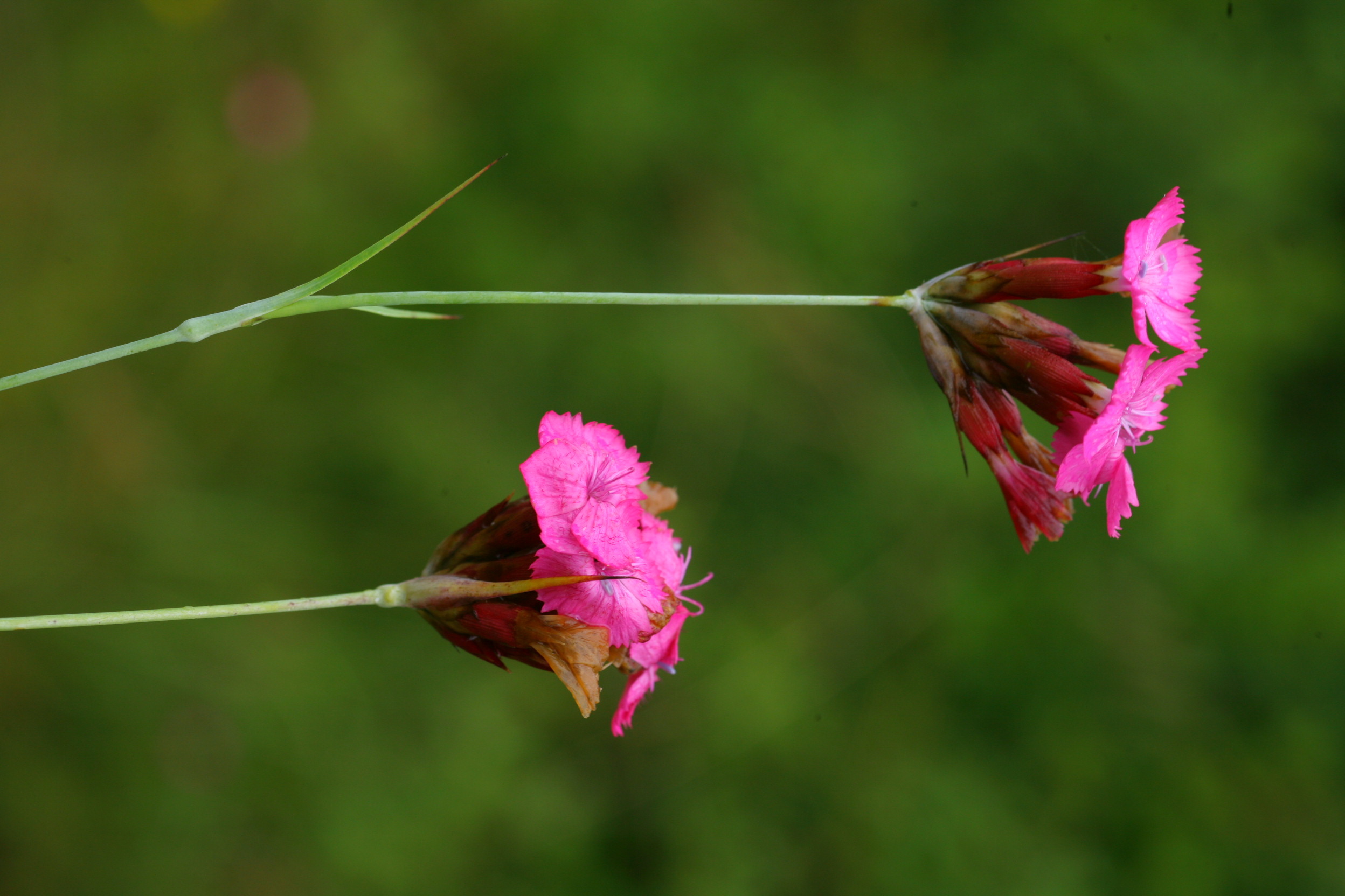 Dianthus giganteus d'Urv.