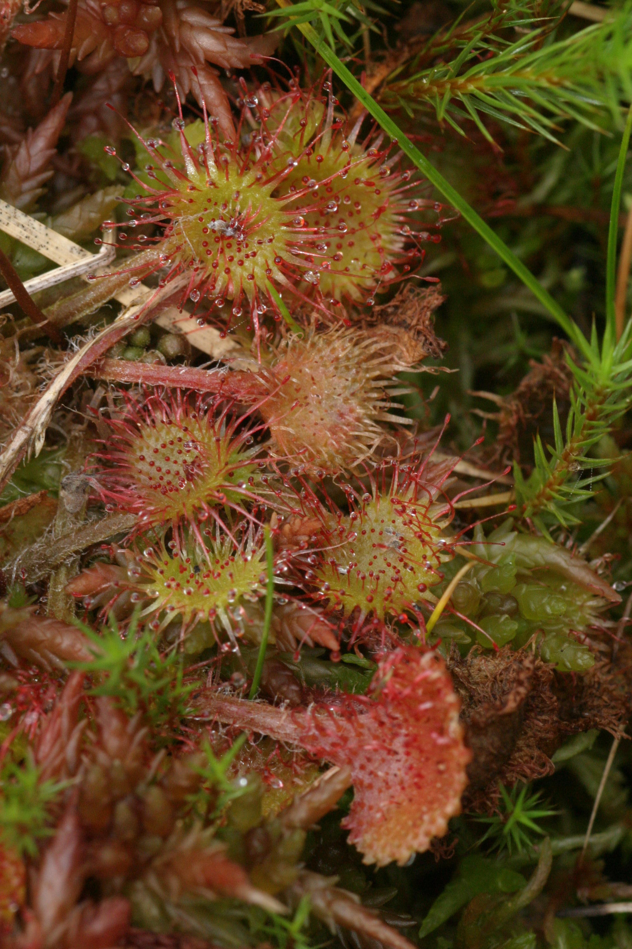 Drosera rotundifolia L.
