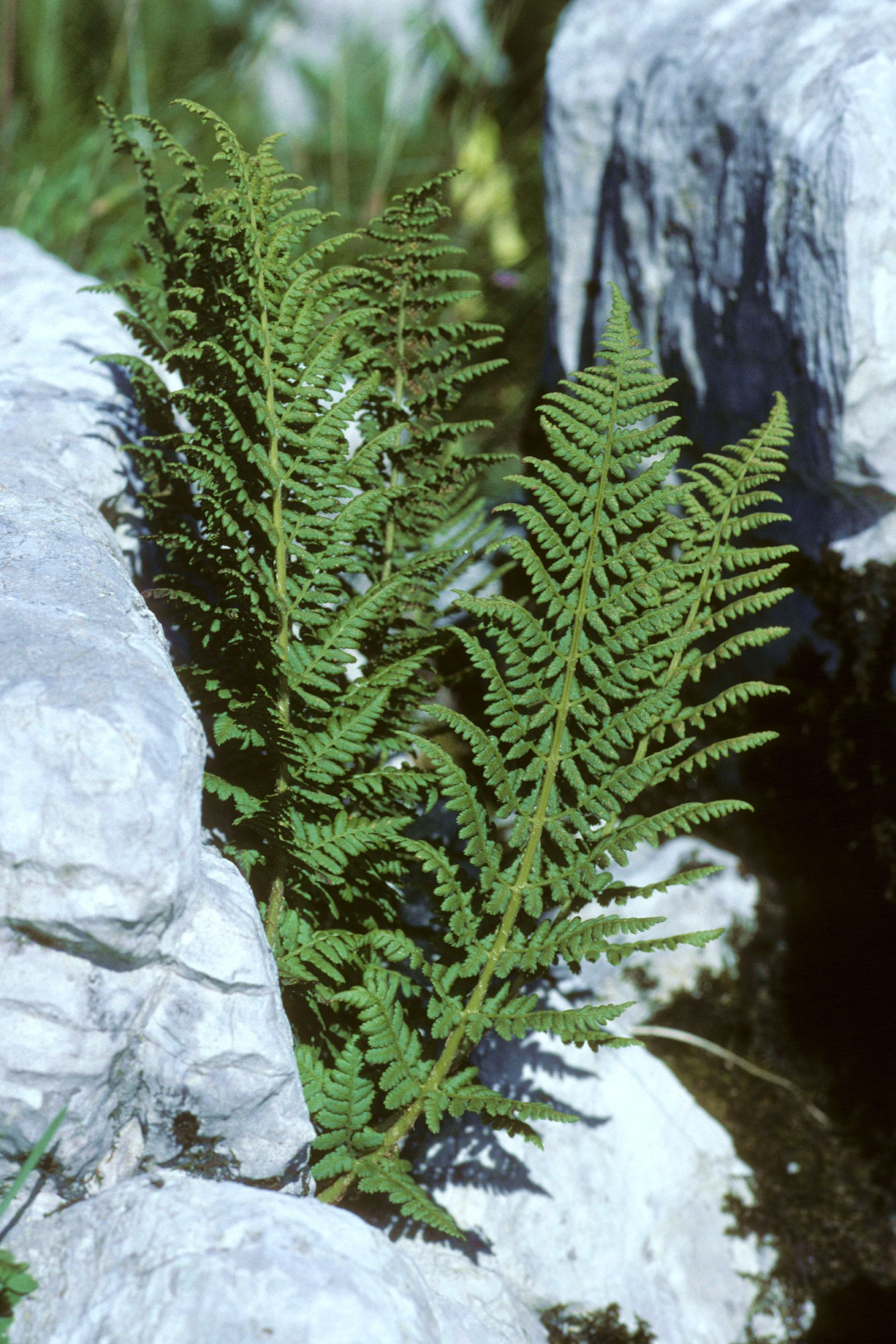 Dryopteris villarii (Bellardi) Schinz & Thell.