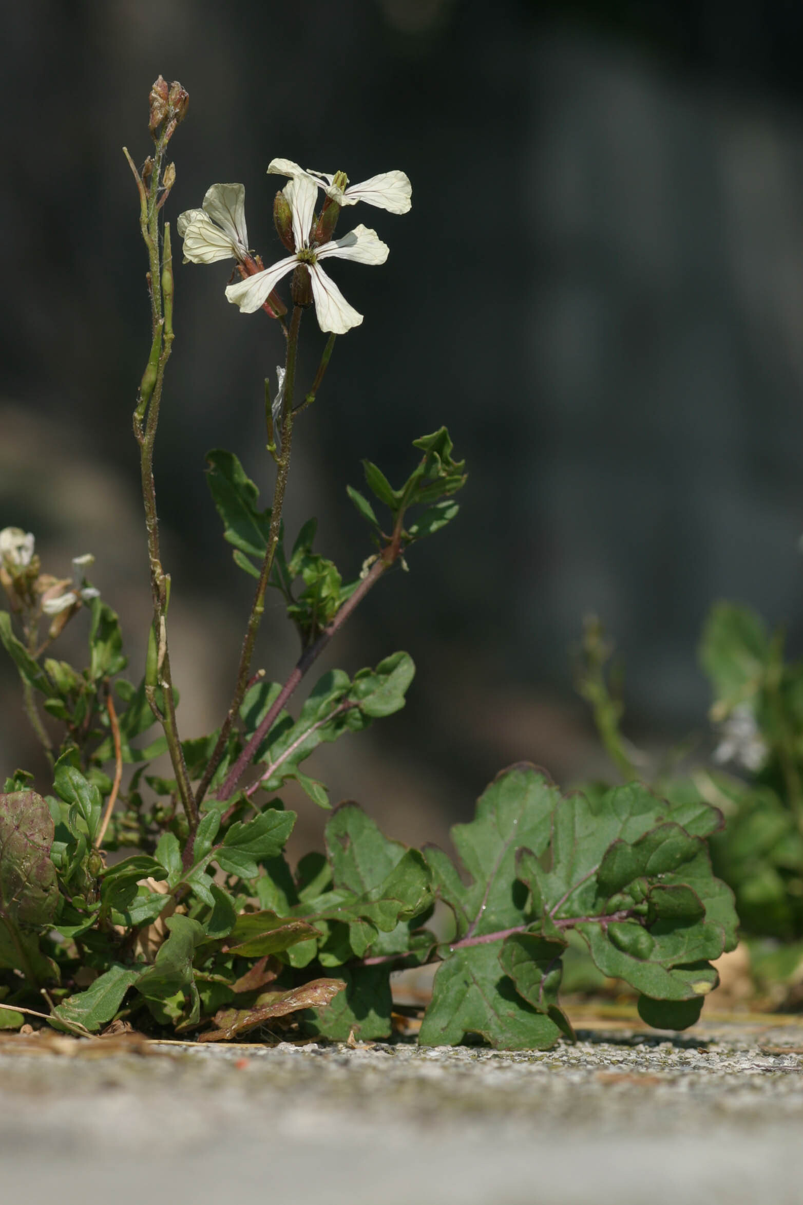 Eruca sativa Mill.