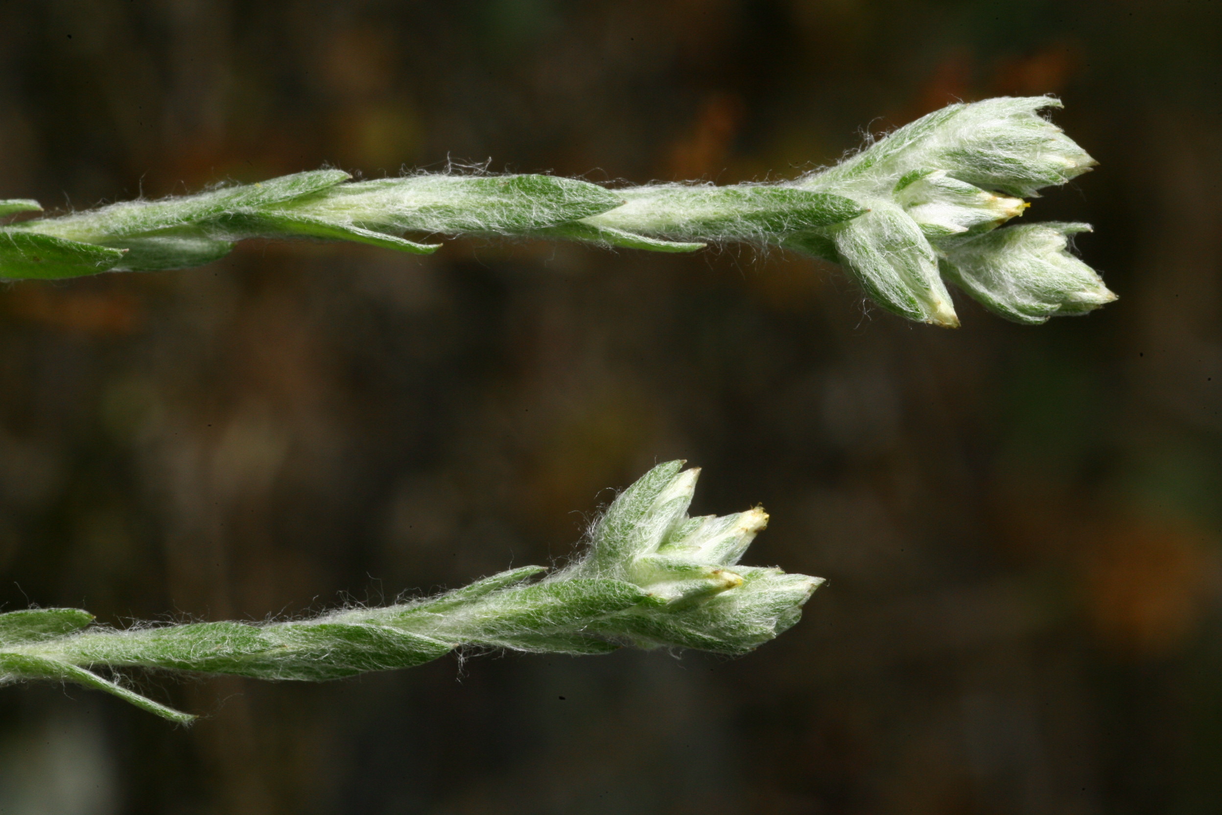 Filago minima (Sm.) Pers.